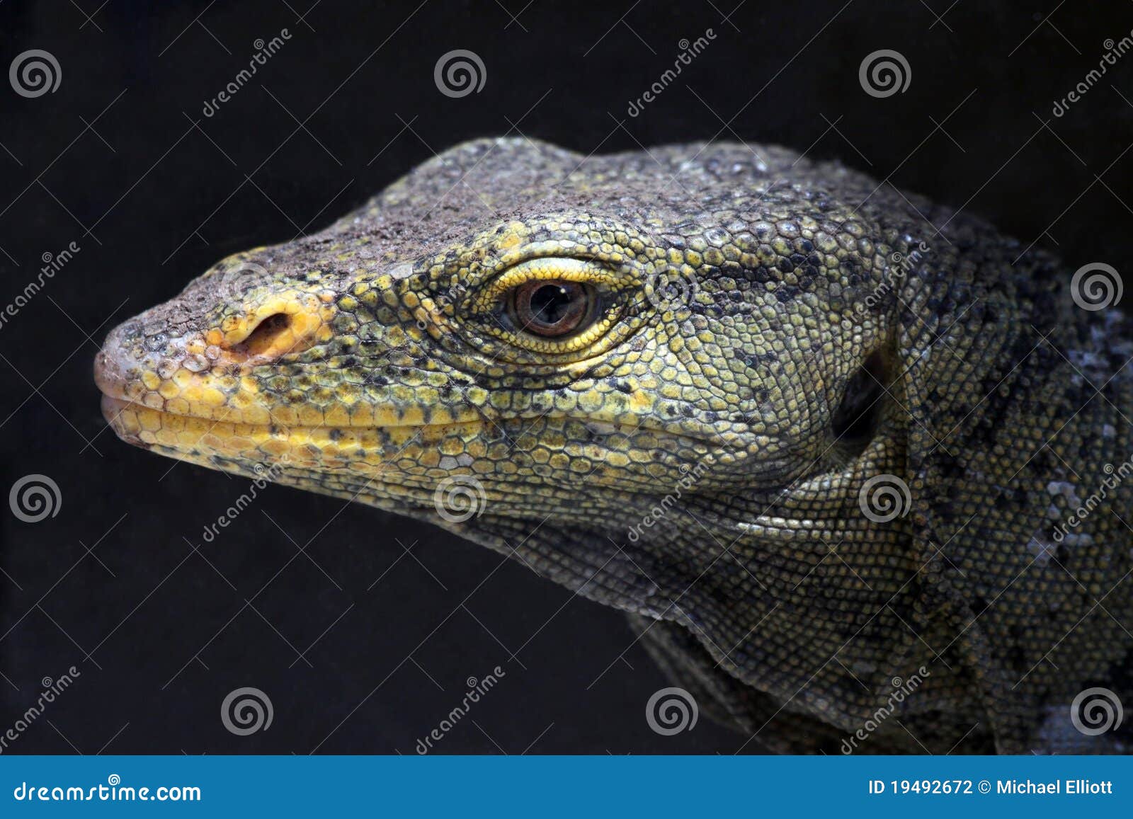 Monitor Lizard stock photo. Image of shadow, reptile - 19492672