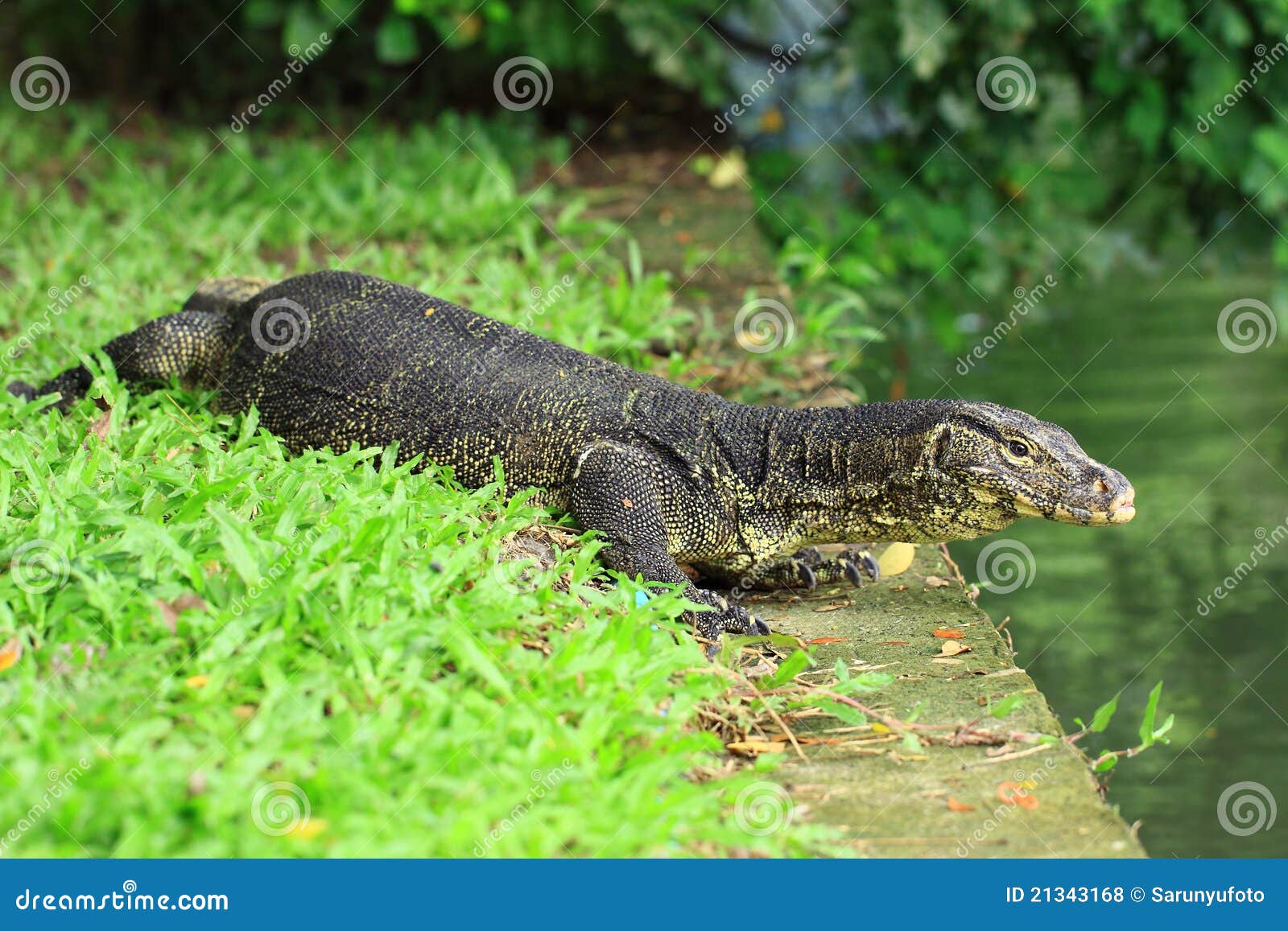 Monitor Lizard Royalty-Free Stock Image | CartoonDealer.com #21343168