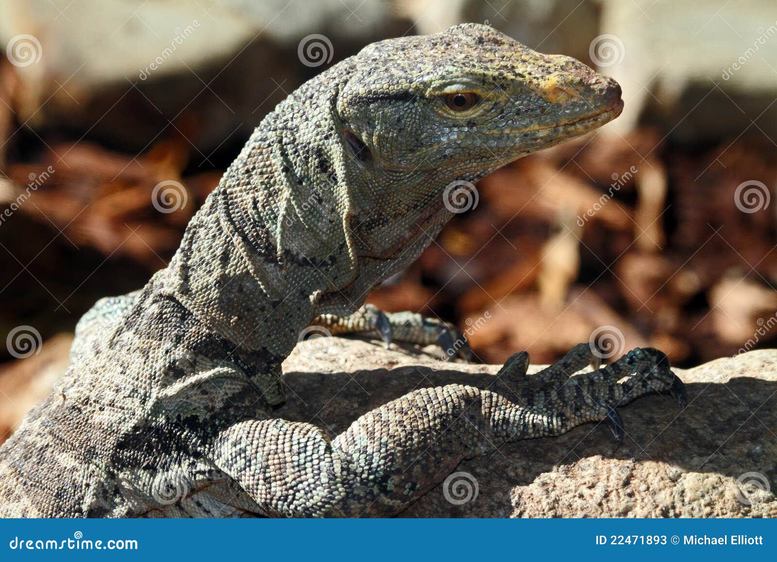 Monitor Lizard stock image. Image of conservation, dangerous - 22471893
