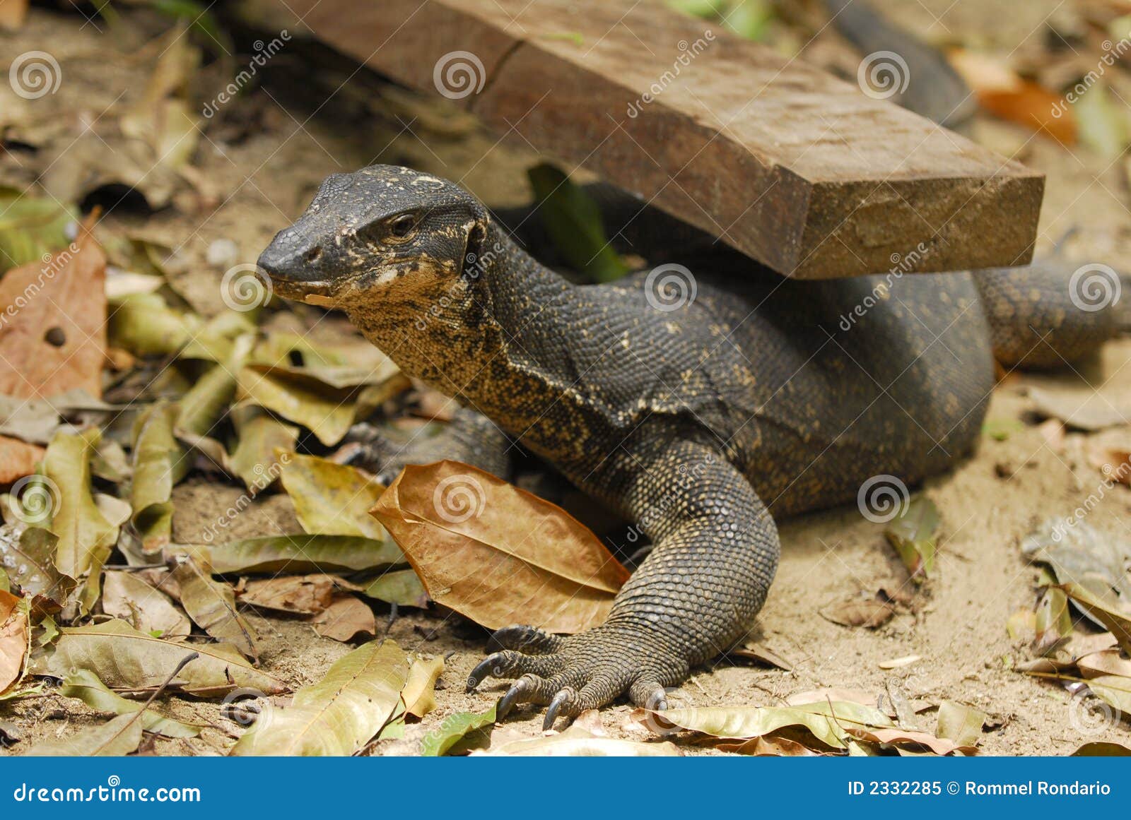 Monitor Lizard Picture. Image: 2332285