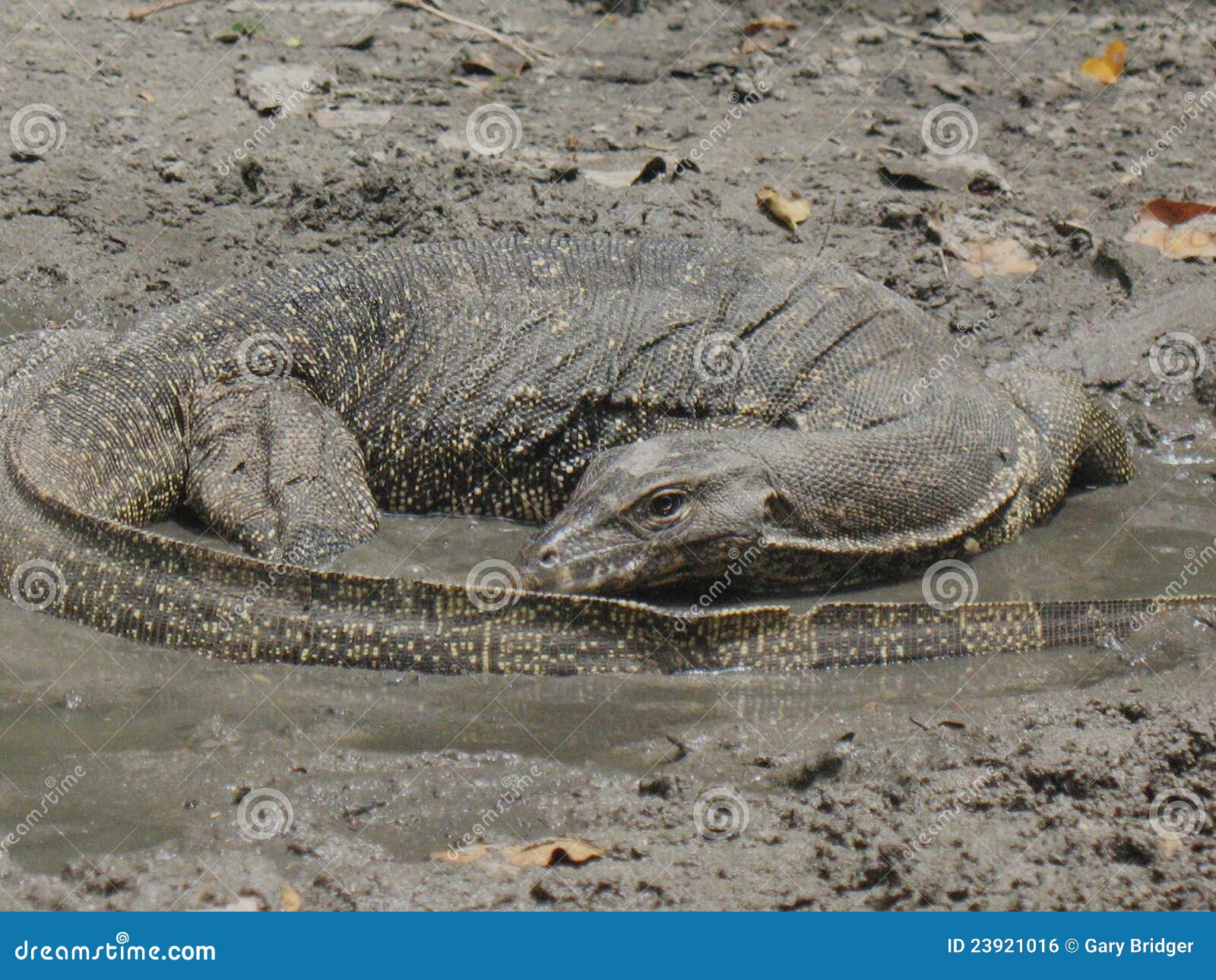 Monitor Lizard stock photo. Image of teeth, carnivores - 23921016