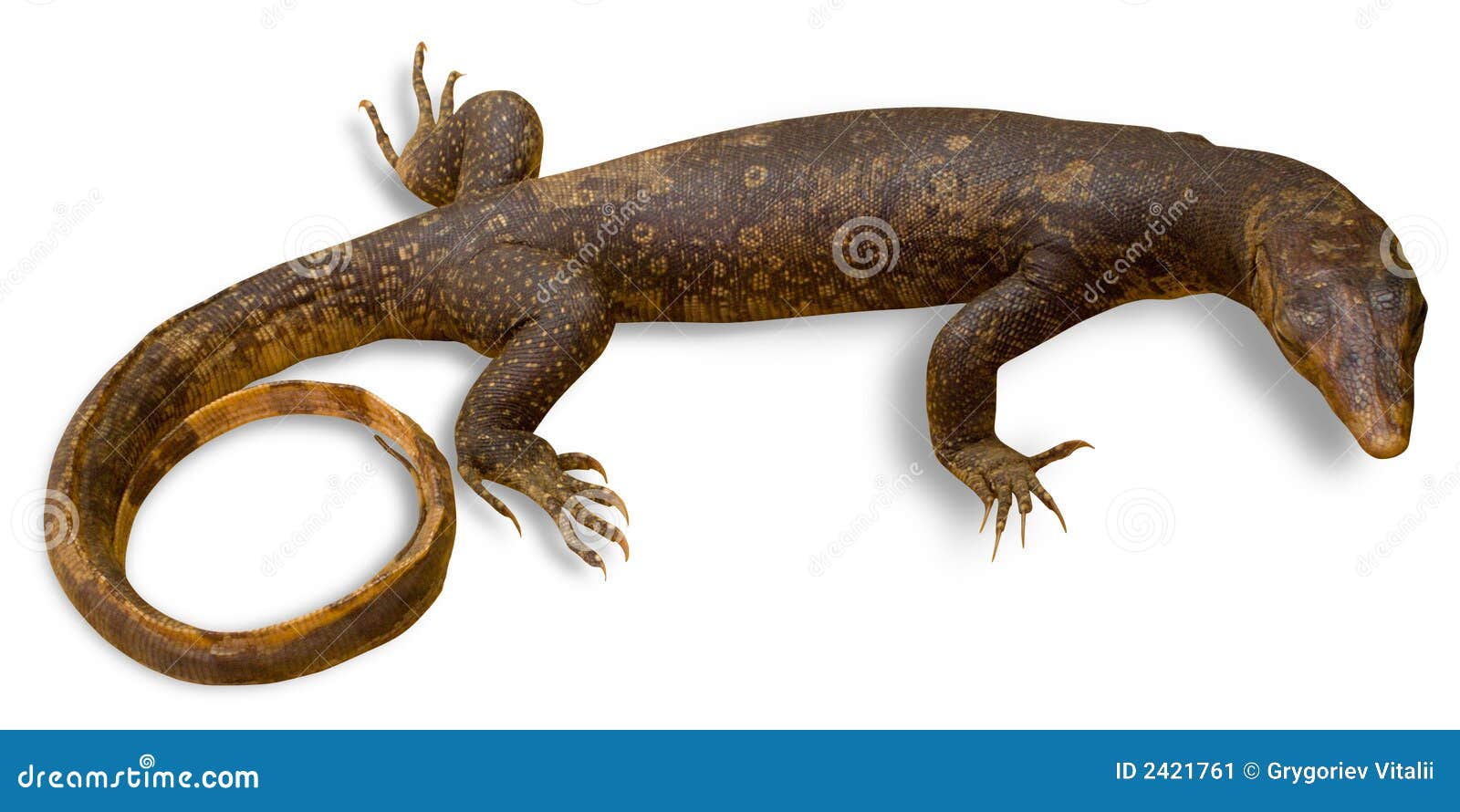 Monitor lizard stock image. Image of asia, photoshop, claws - 2421761