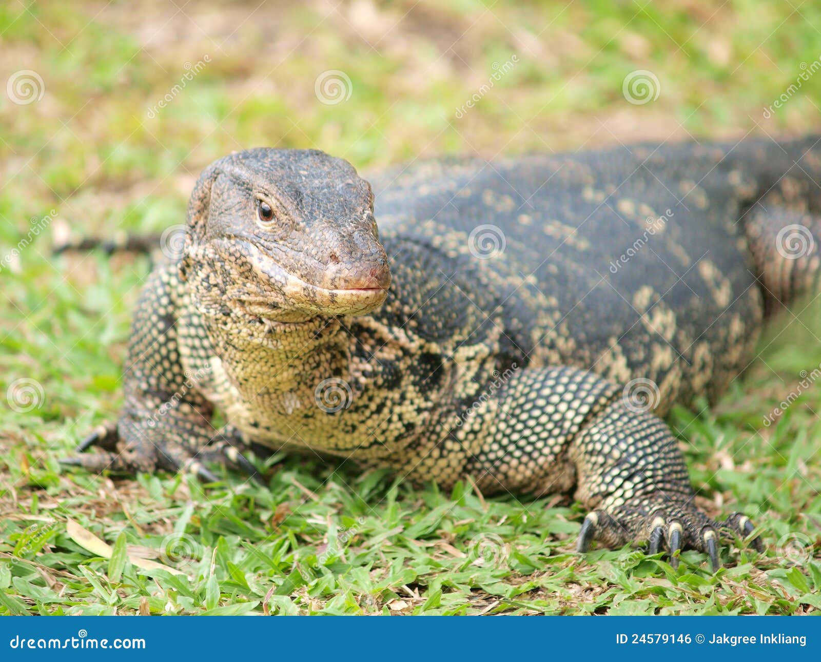 Monitor lizard stock photo. Image of blooded, looking - 24579146