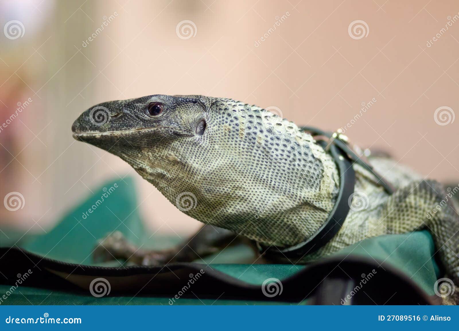 Monitor lizard stock photo. Image of sunlight, environment - 27089516