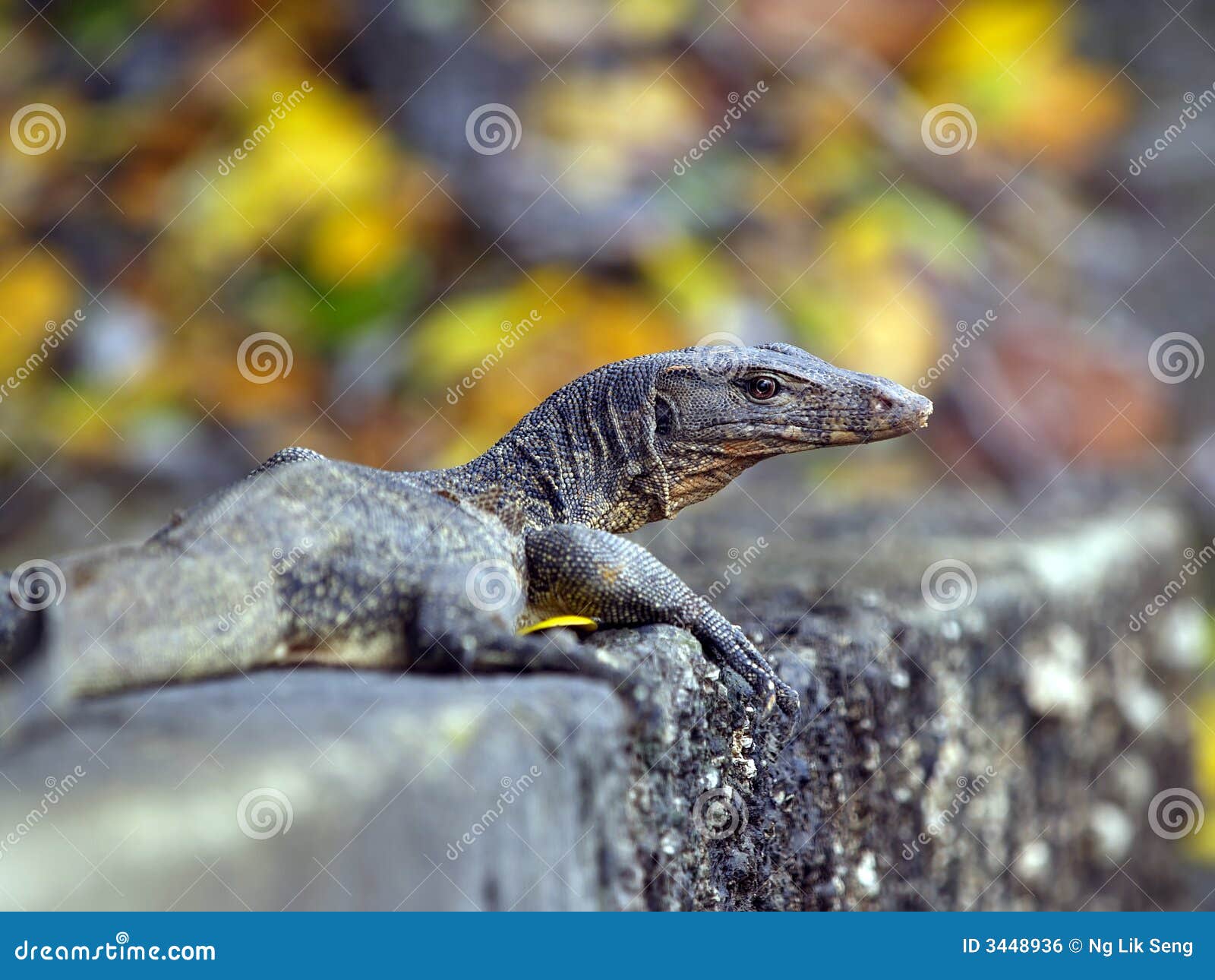 Monitor Lizard stock photo. Image of scales, staring, lizard - 3448936