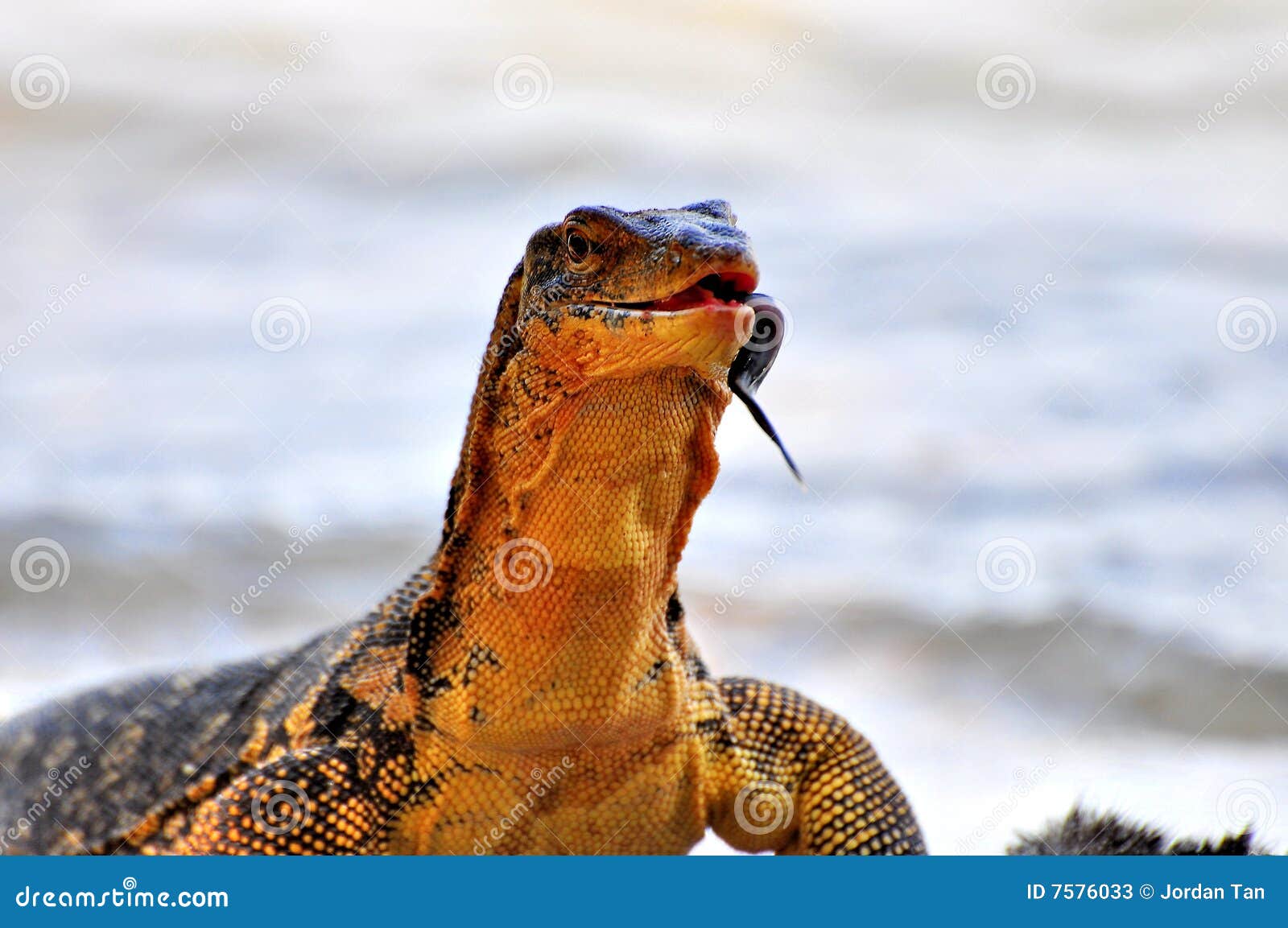 Monitor lizard stock image. Image of reptile, predator - 7576033