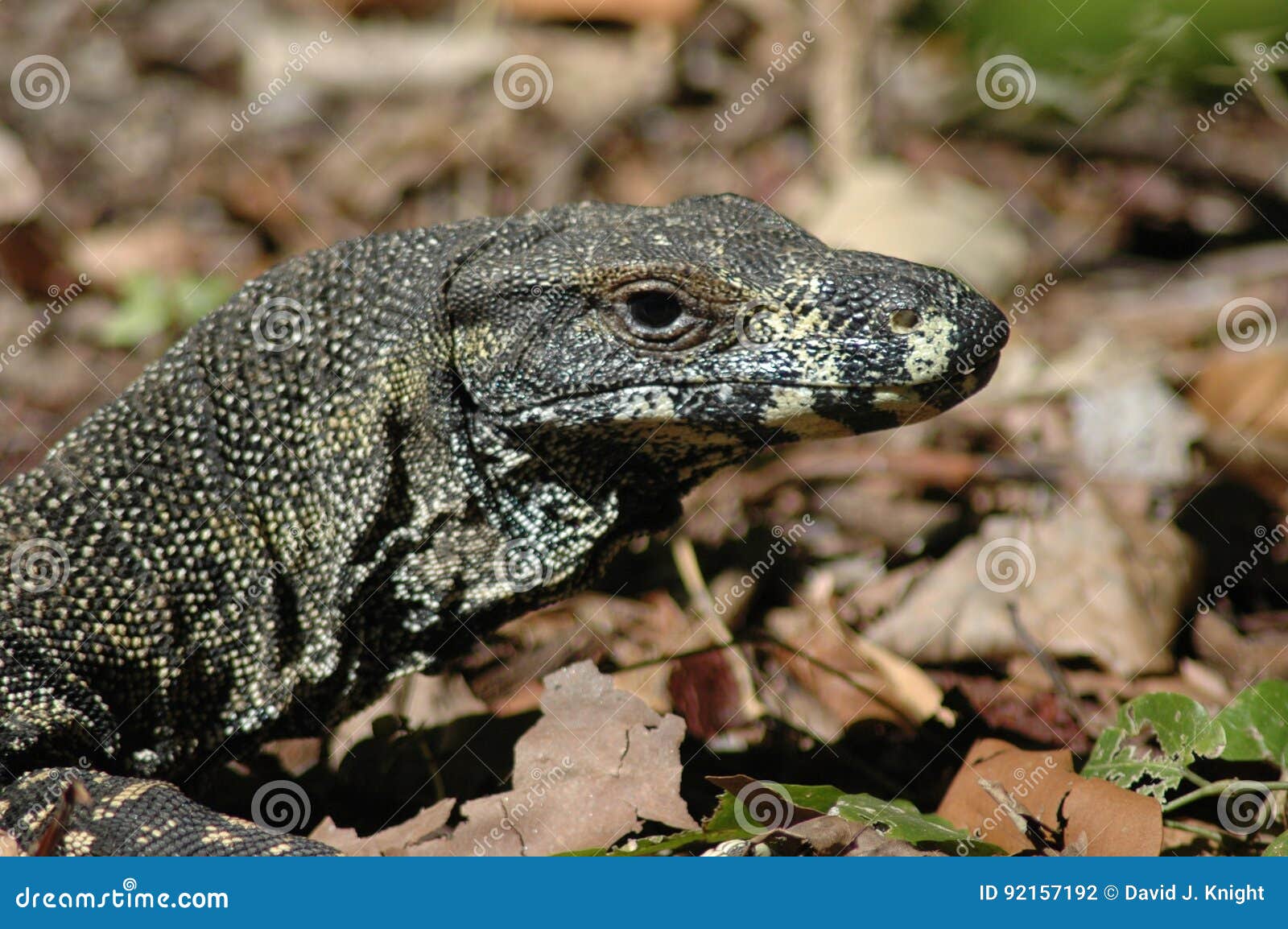 Monitor lizard stock photo. Image of scaly, varanus, bush - 92157192