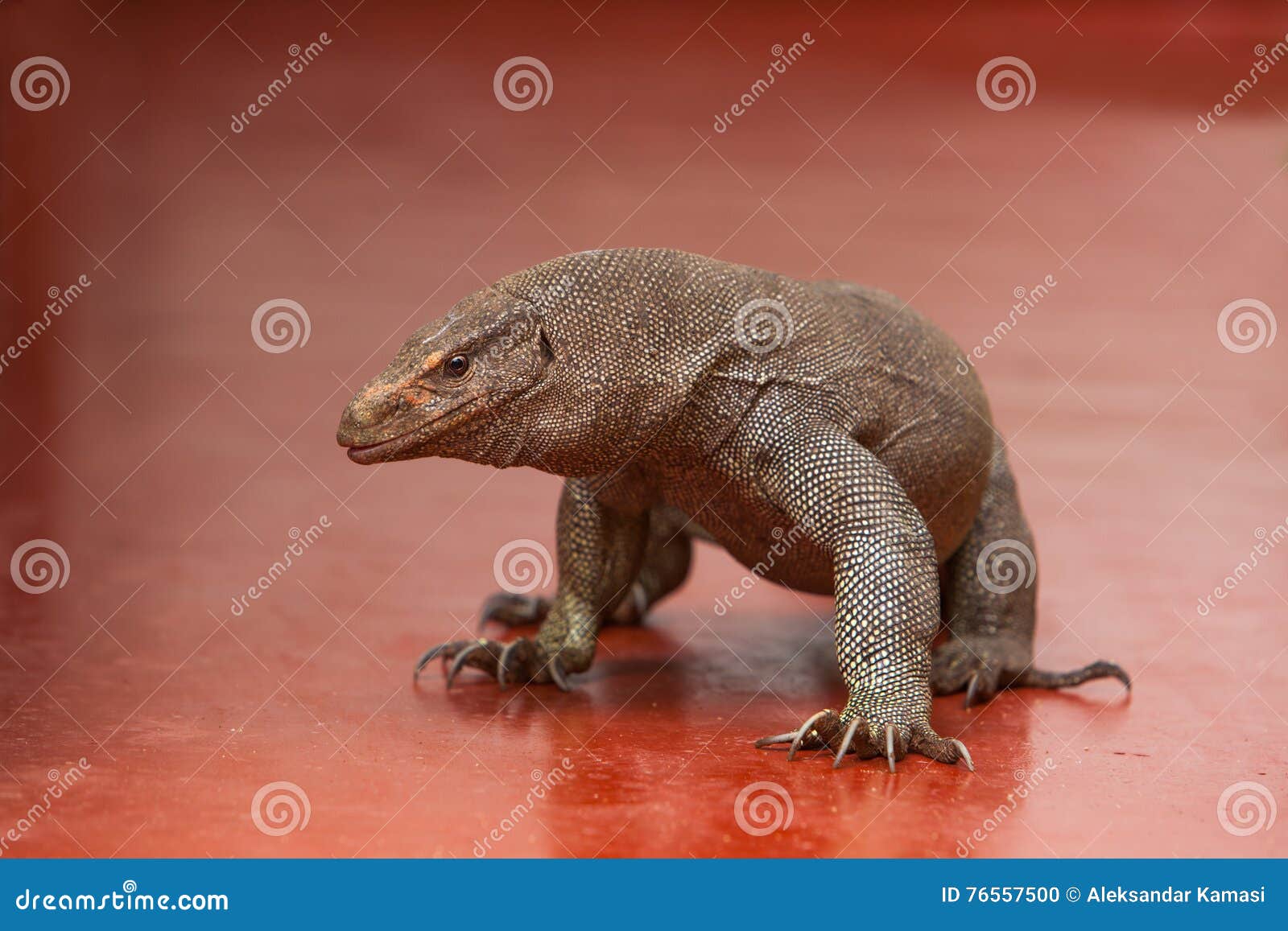 Monitor lizard in backyard stock photo. Image of outdoor - 76557500
