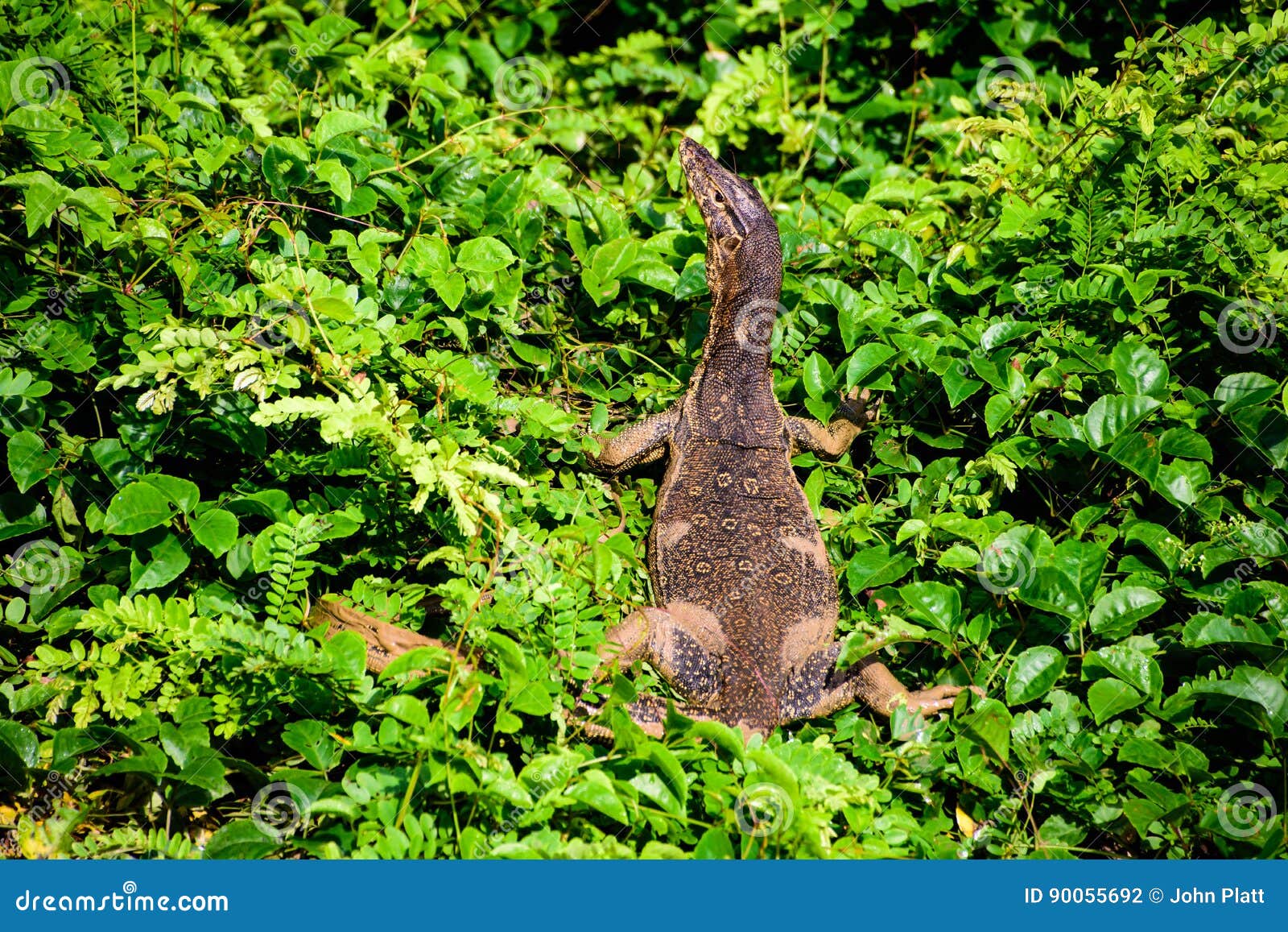 Monitor Lizard Basking in the Sun Stock Photo - Image of borneo ...