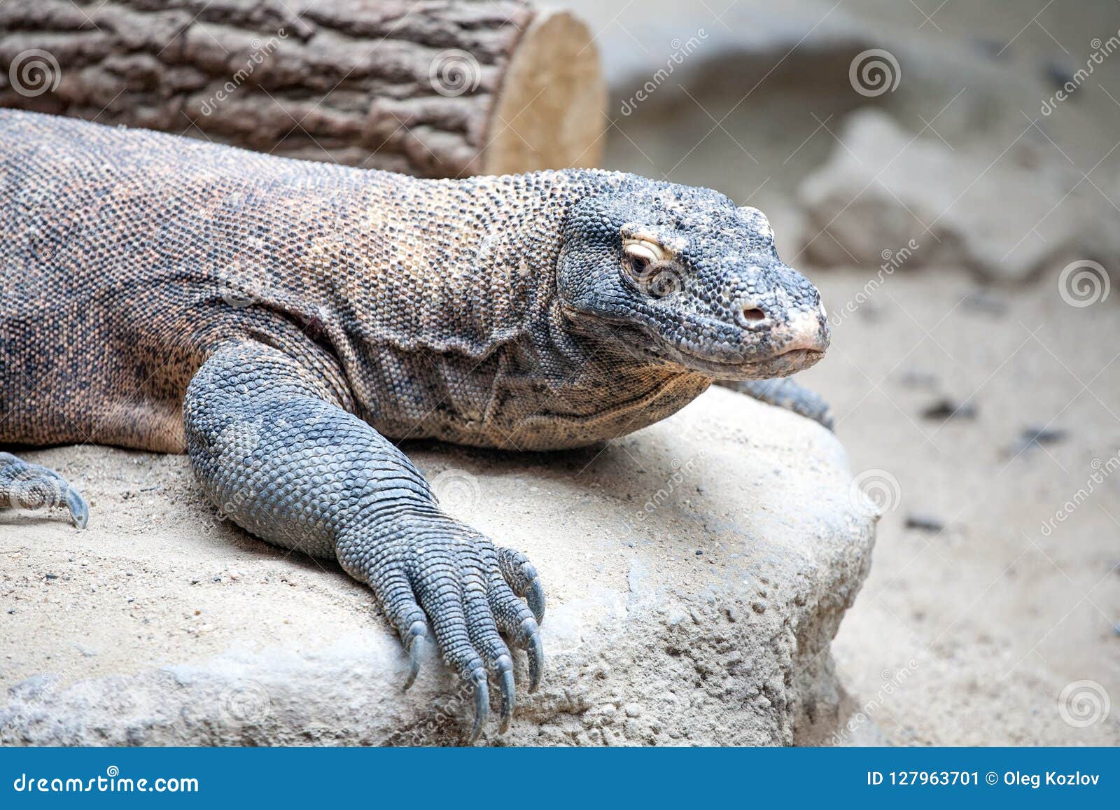 Monitor lizard stock image. Image of fauna, animal, skin - 127963701