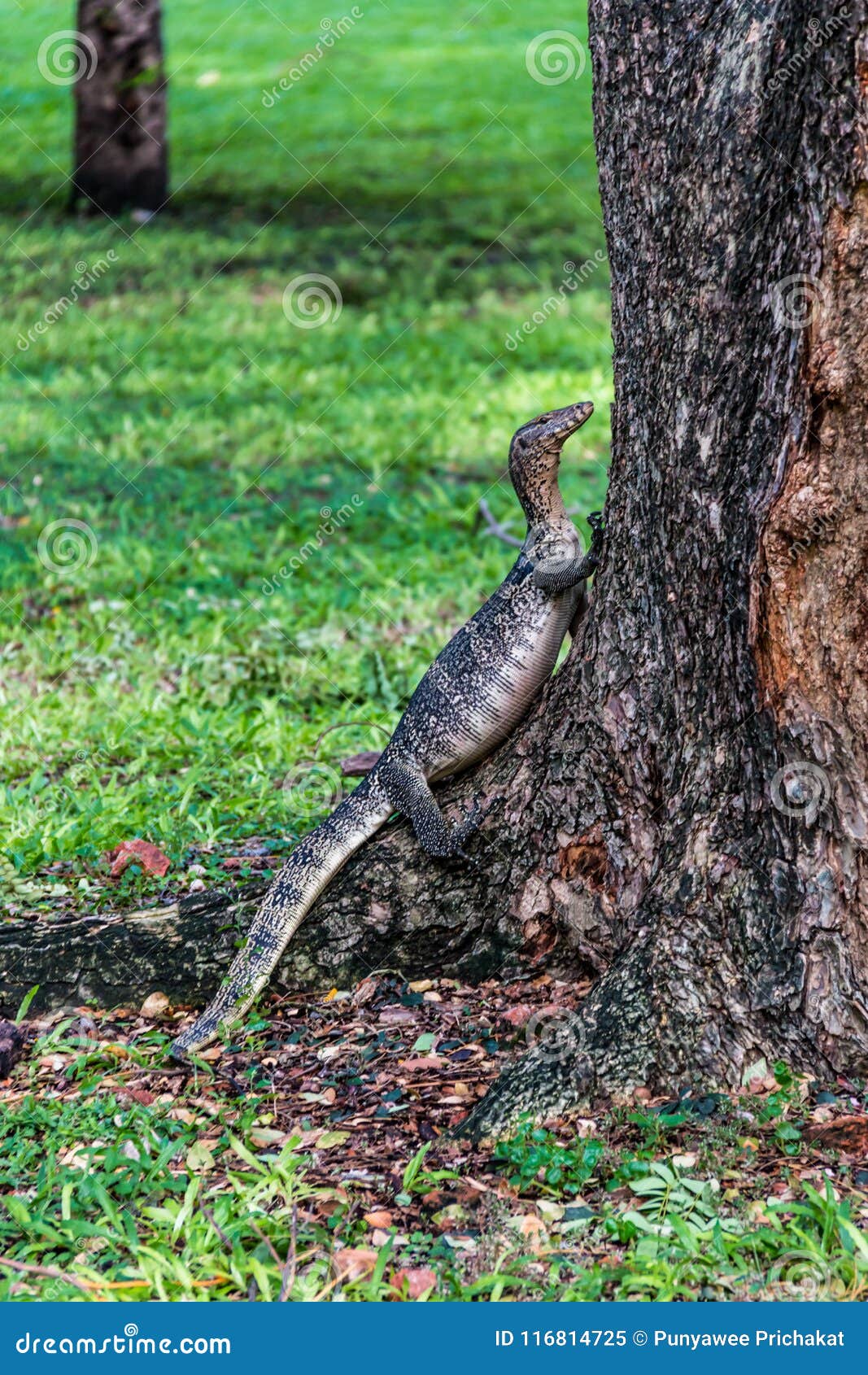 Lizard climbing tree stock image. Image of animal, lizard - 116814725