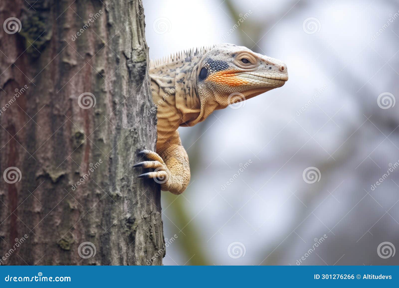 Monitor Lizard Climbing a Tree To Hunt Birds Stock Photo - Image of ...