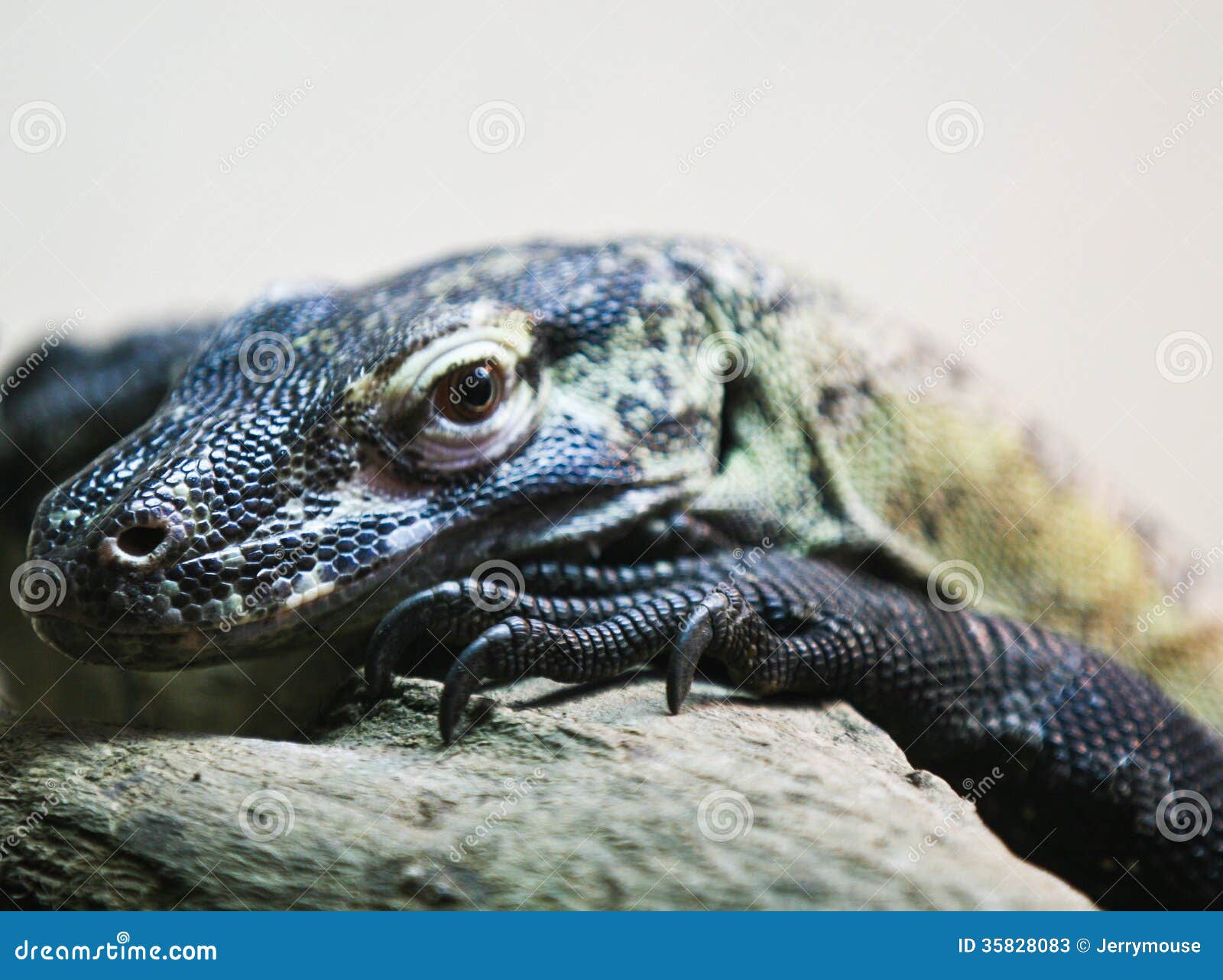 Monitor lizard close-up stock image. Image of dinosaur - 35828083