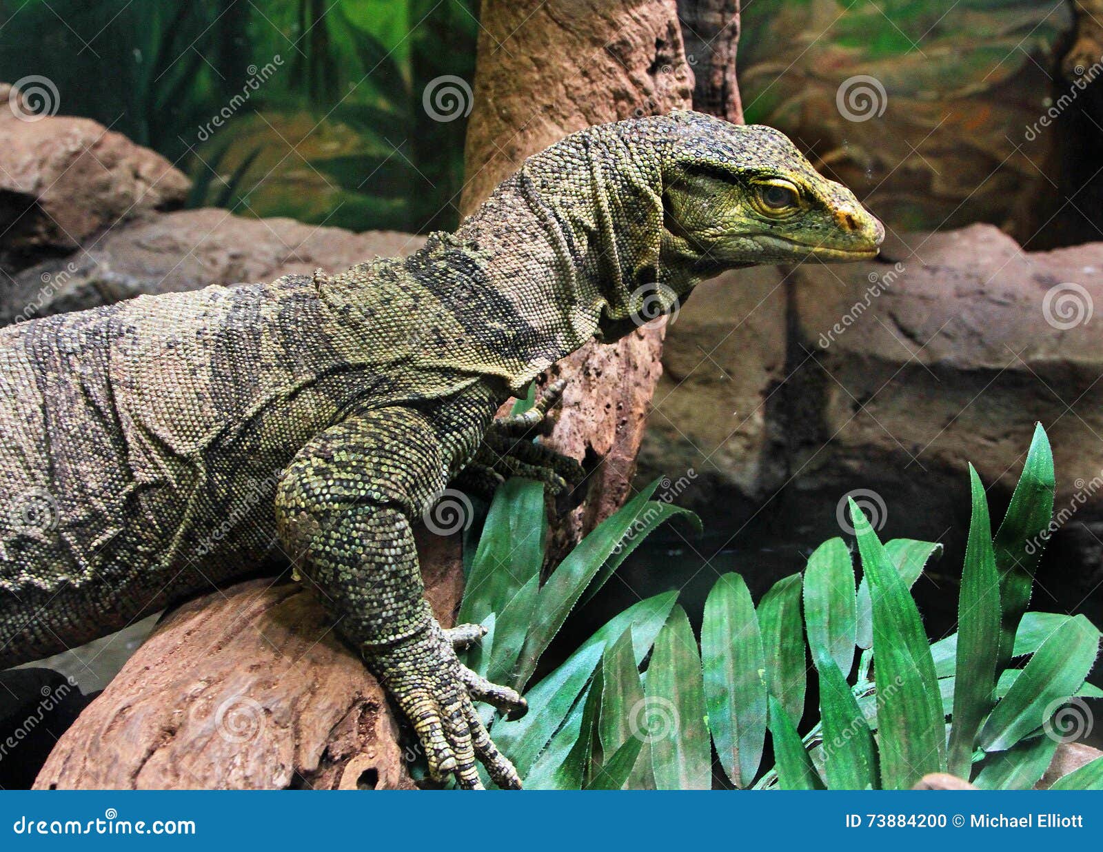 Monitor Lizard stock photo. Image of buckskinman, herpetology - 73884200