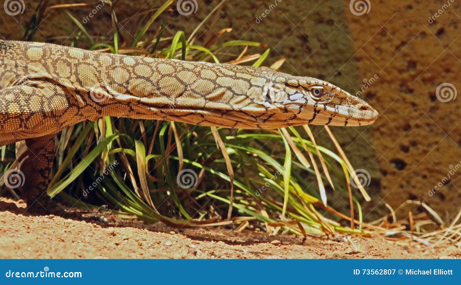 Monitor Lizard stock image. Image of perente, philippine - 73562807