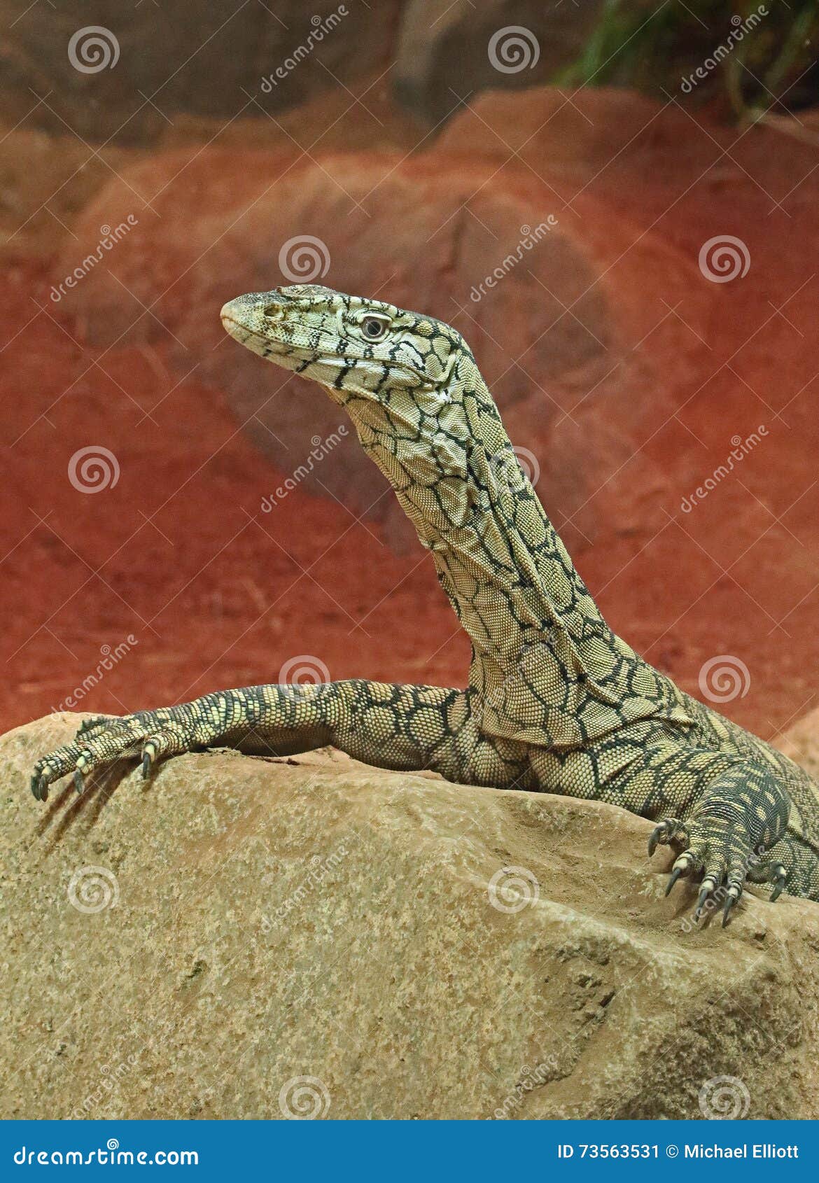 Monitor Lizard stock image. Image of claws, lizard, head - 73563531