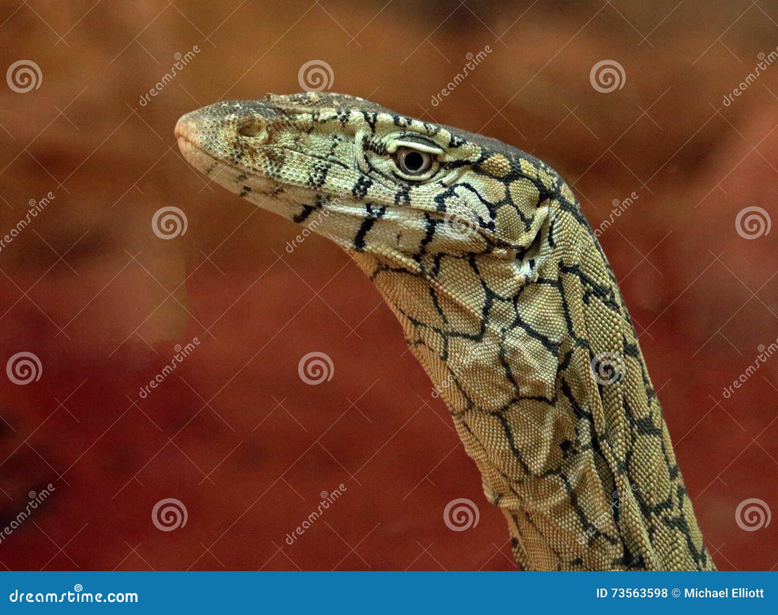 Monitor Lizard stock photo. Image of animal, detail, philippines - 73563598