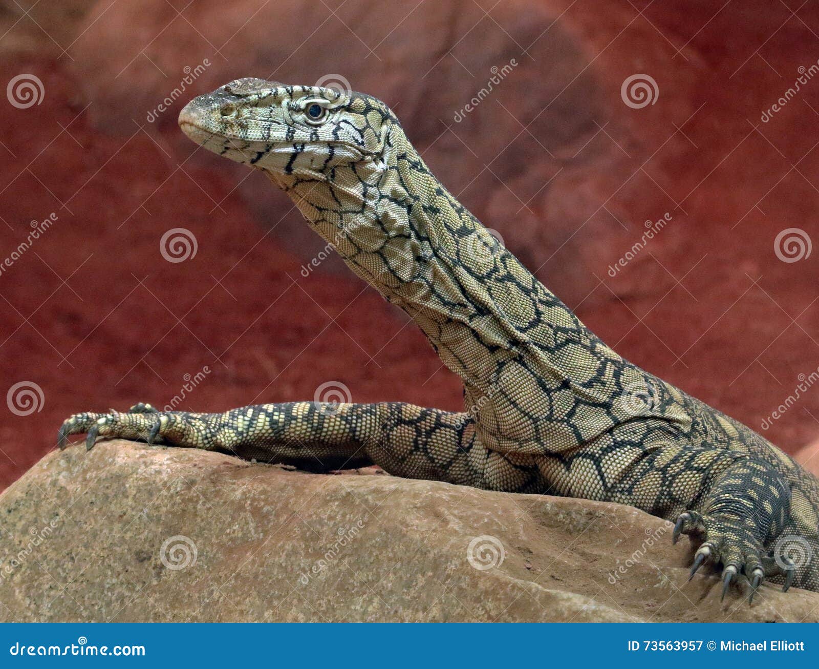 Monitor Lizard stock image. Image of nature, face, primitive - 73563957