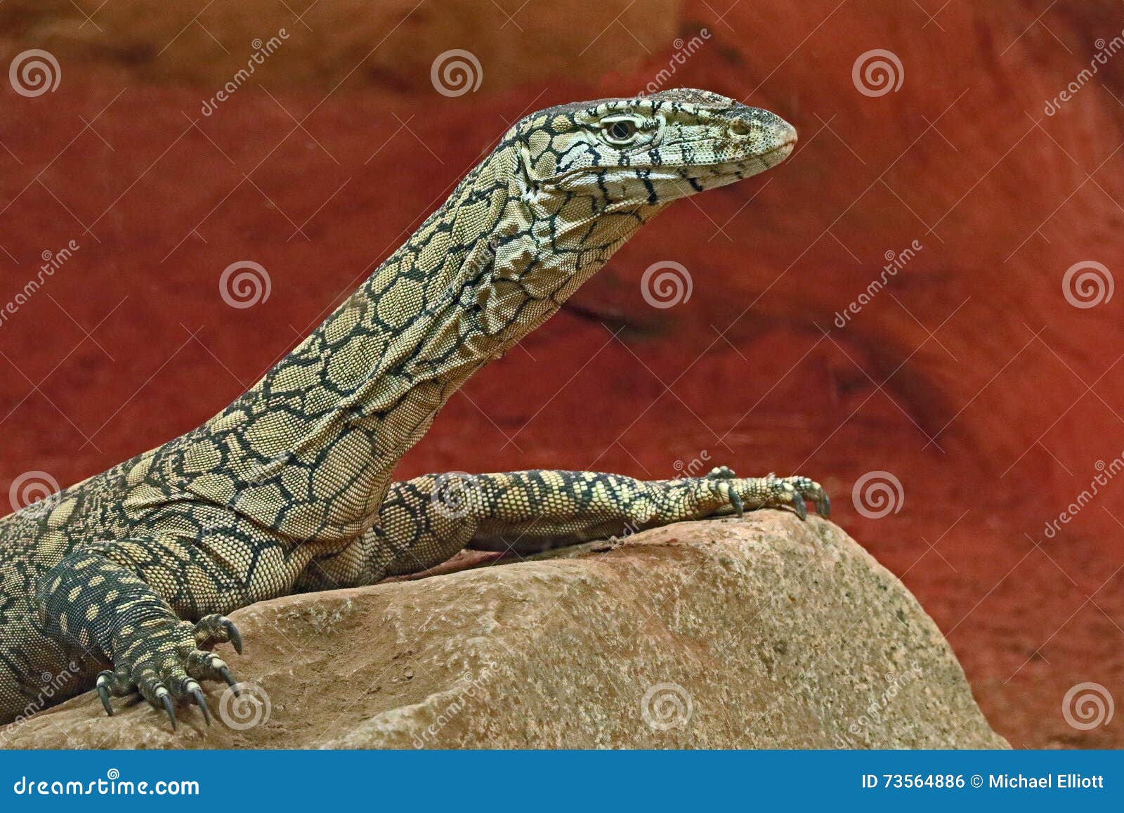 Monitor Lizard stock photo. Image of detail, foot, nature - 73564886