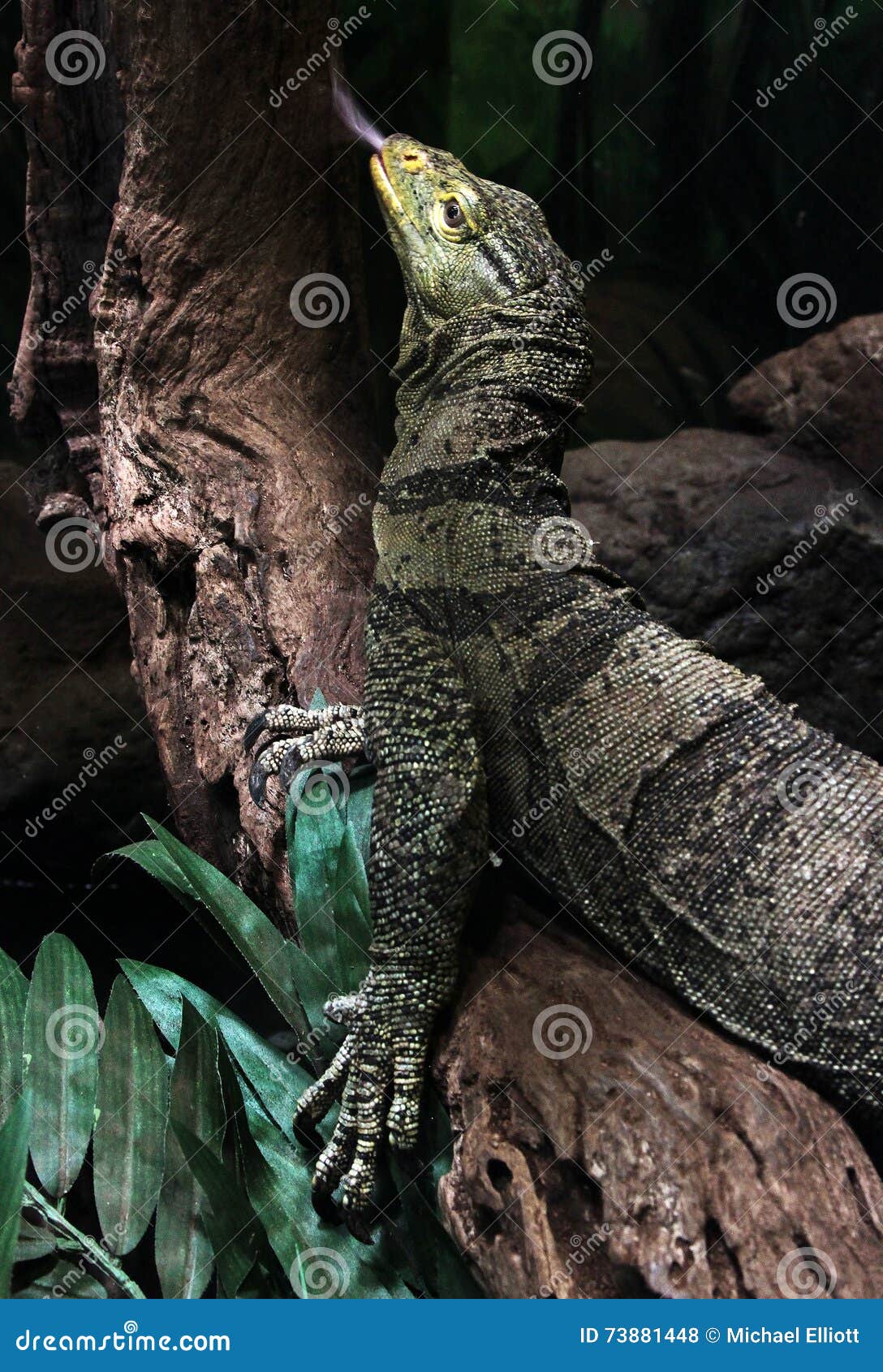 Monitor Lizard stock photo. Image of forest, animal, instinct - 73881448