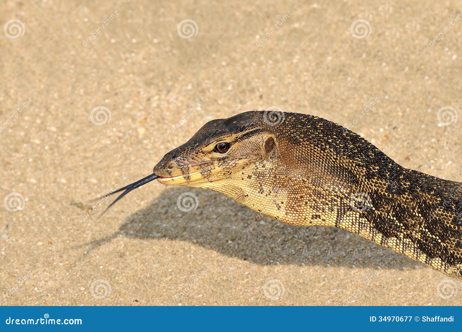 Monitor Lizard stock image. Image of lacertilia, outback - 34970677