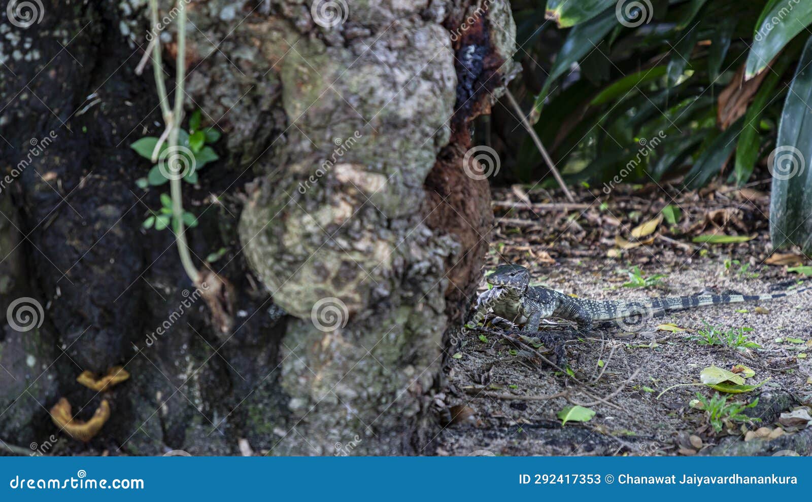A Monitor Lizard Crawled on the Moist Ground at the Base of a Tree. in ...