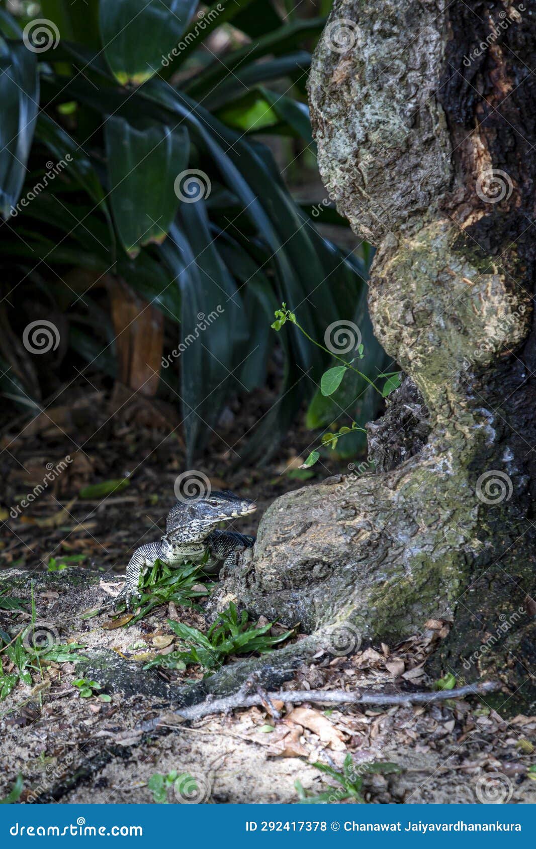 A Monitor Lizard Crawled on the Moist Ground at the Base of a Tree. in ...
