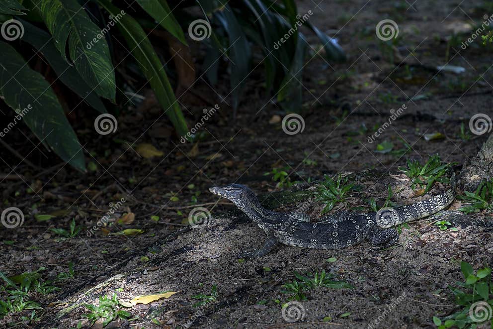 A Monitor Lizard Crawled on the Moist Ground at the Base of a Tree. in ...