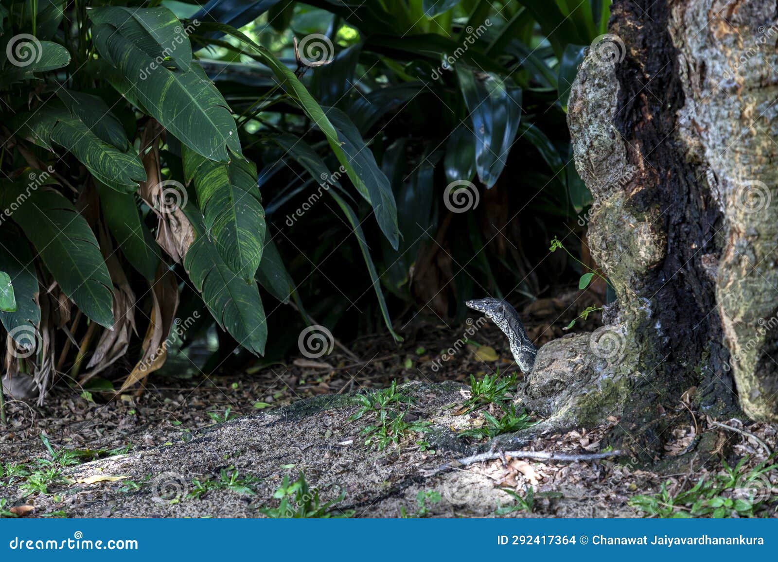 A Monitor Lizard Crawled on the Moist Ground at the Base of a Tree. in ...