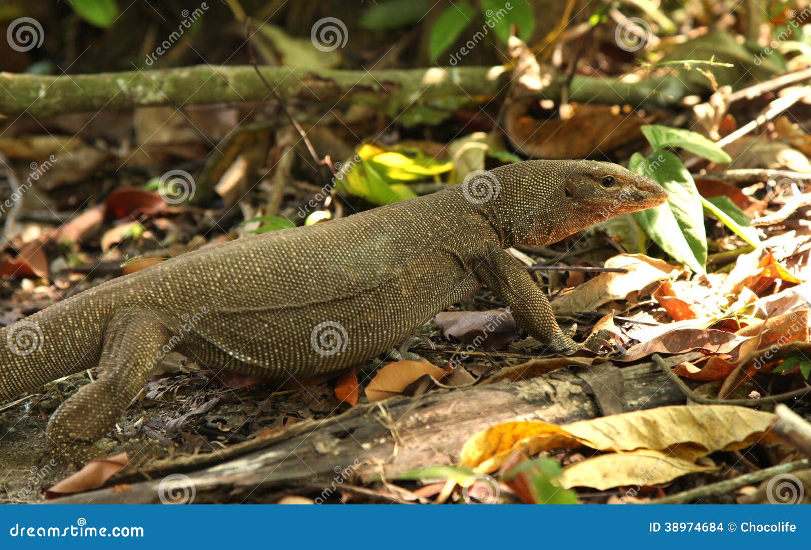 Monitor lizard stock photo. Image of crawling, forest - 38974684