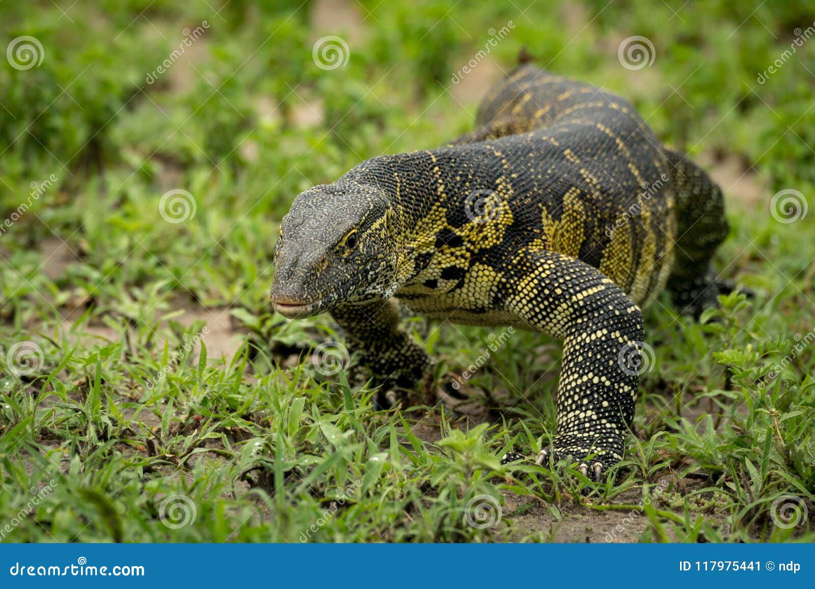 Monitor Lizard Crawls Towards Camera through Grass Stock Image - Image ...