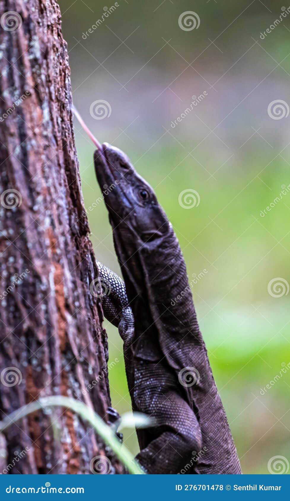 A Monitor Lizard Creeping on the Tree Stock Photo - Image of claw ...