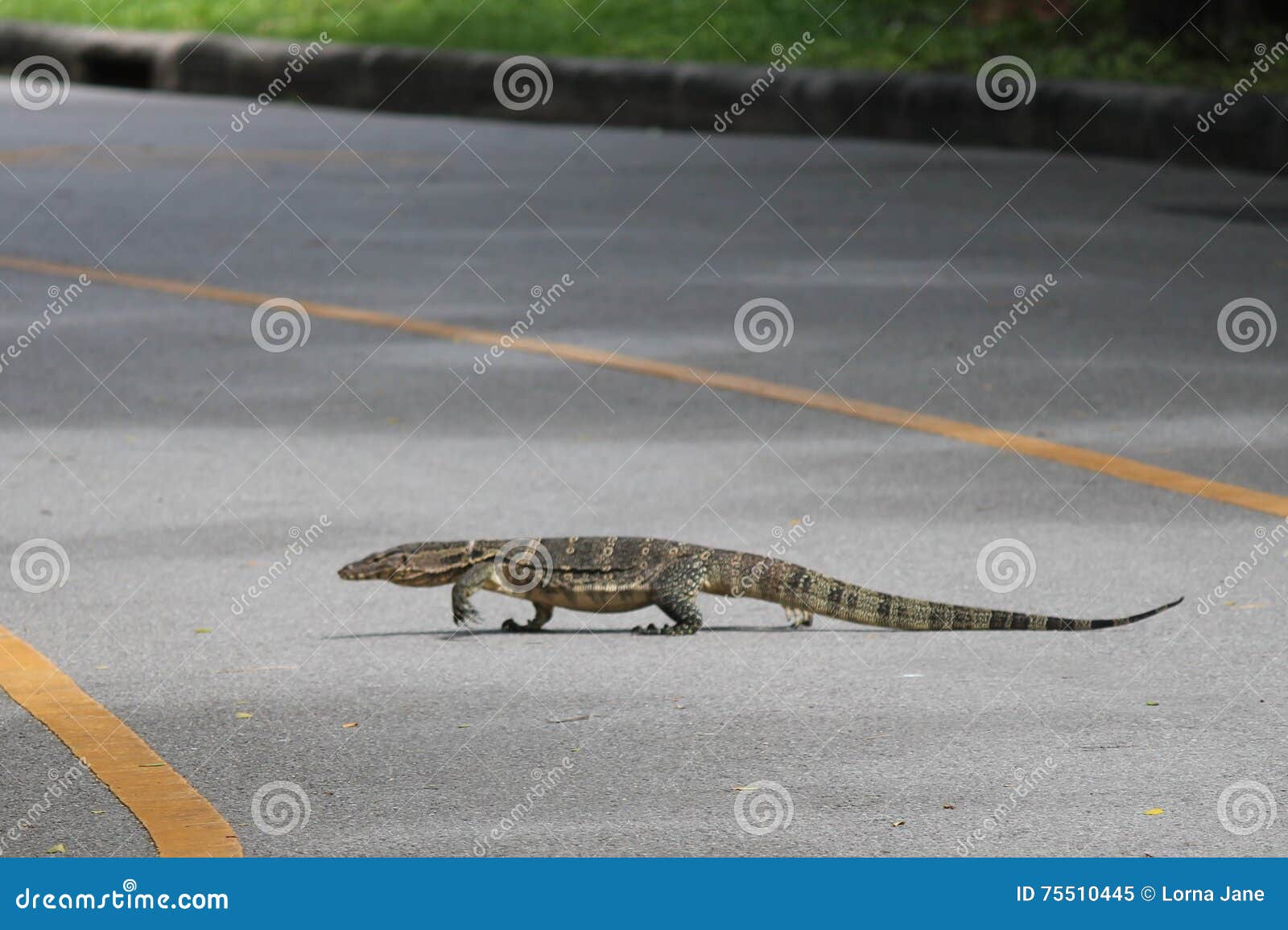Monitor Lizard Crossing the Road Stock Image - Image of dragon, komono ...