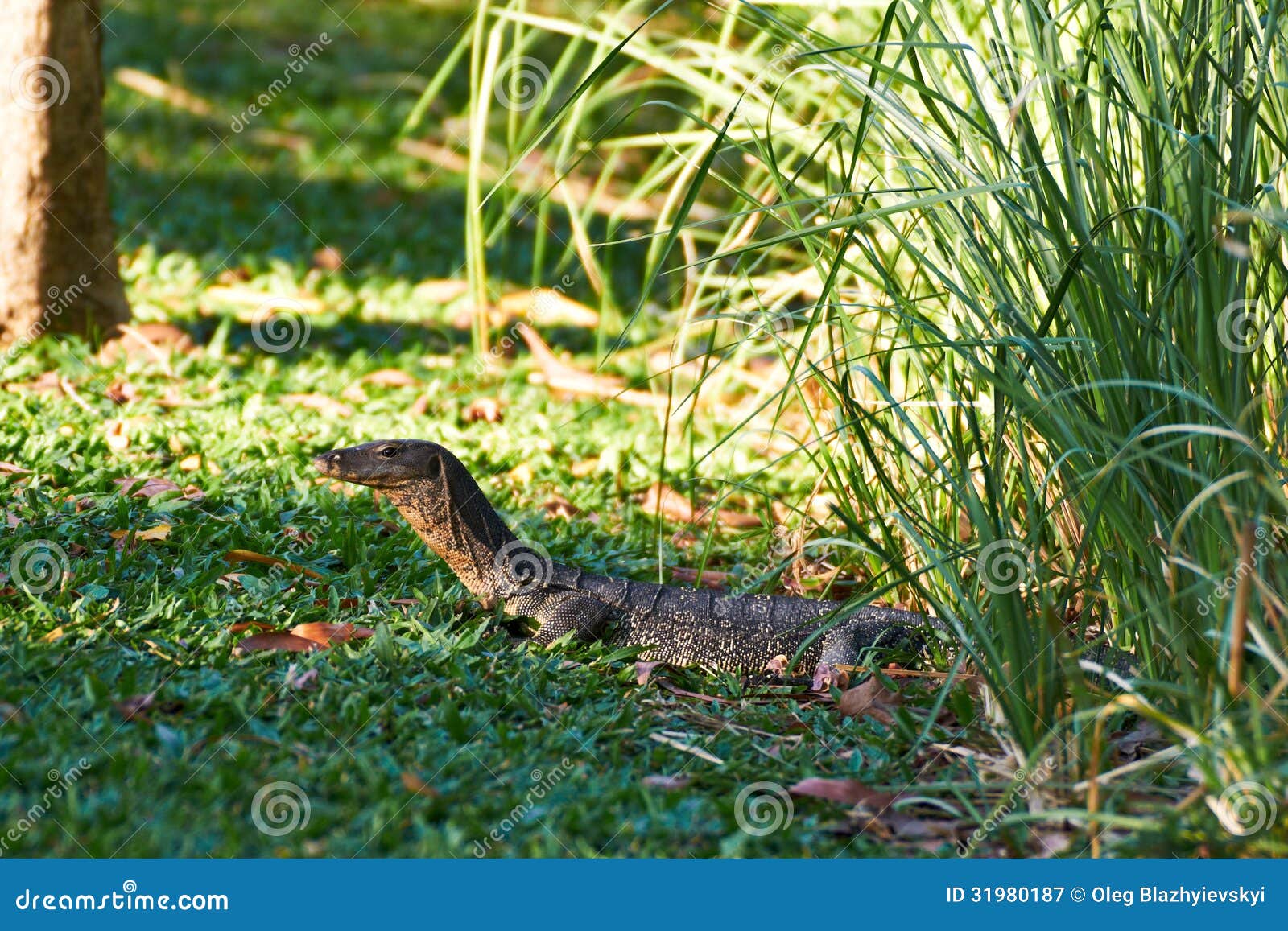 Giant Monitor Lizard In Palawan Philippines Stock Photography ...
