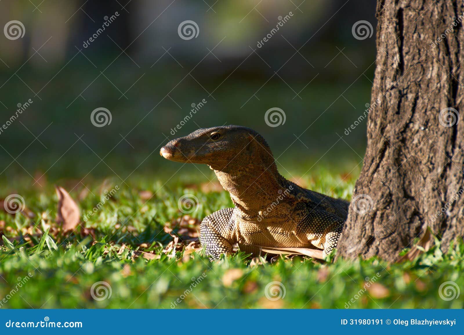 Monitor Lizard stock image. Image of biology, exotic - 31980191
