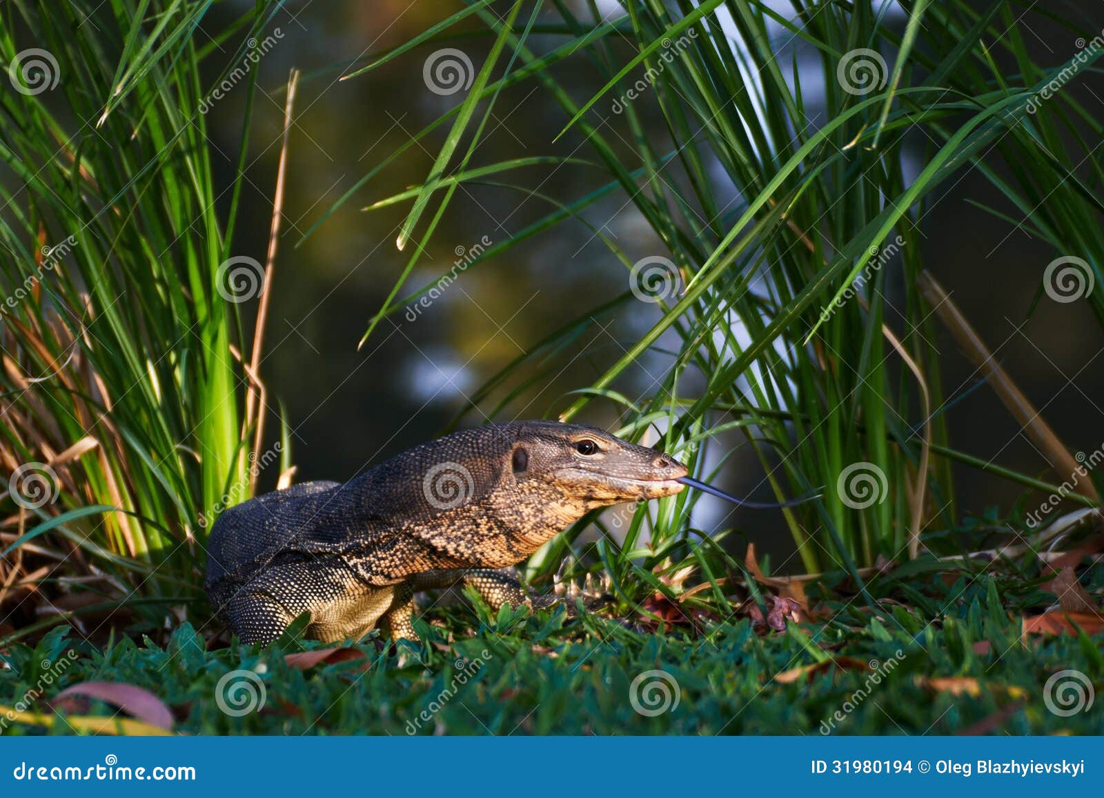 Giant Monitor Lizard In Palawan Philippines Stock Photography ...