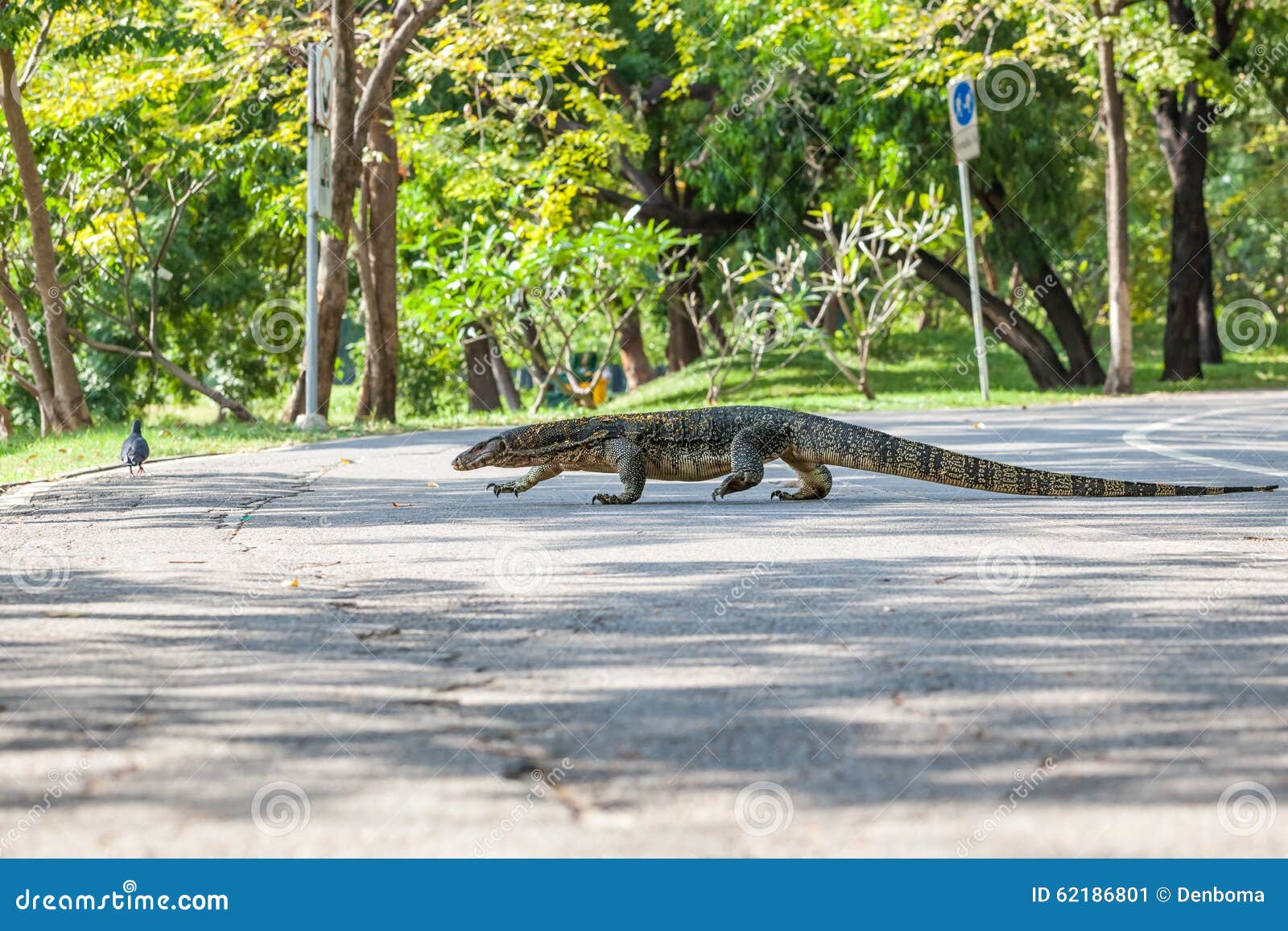 The Monitor lizard stock image. Image of lizard, front - 62186801