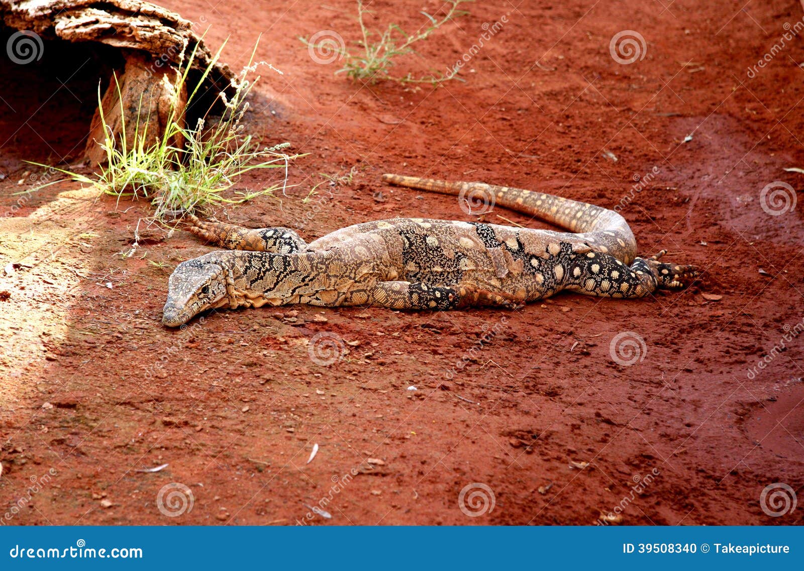Monitor Lizard / Goannas Australia Stock Photo - Image of guts, forage ...