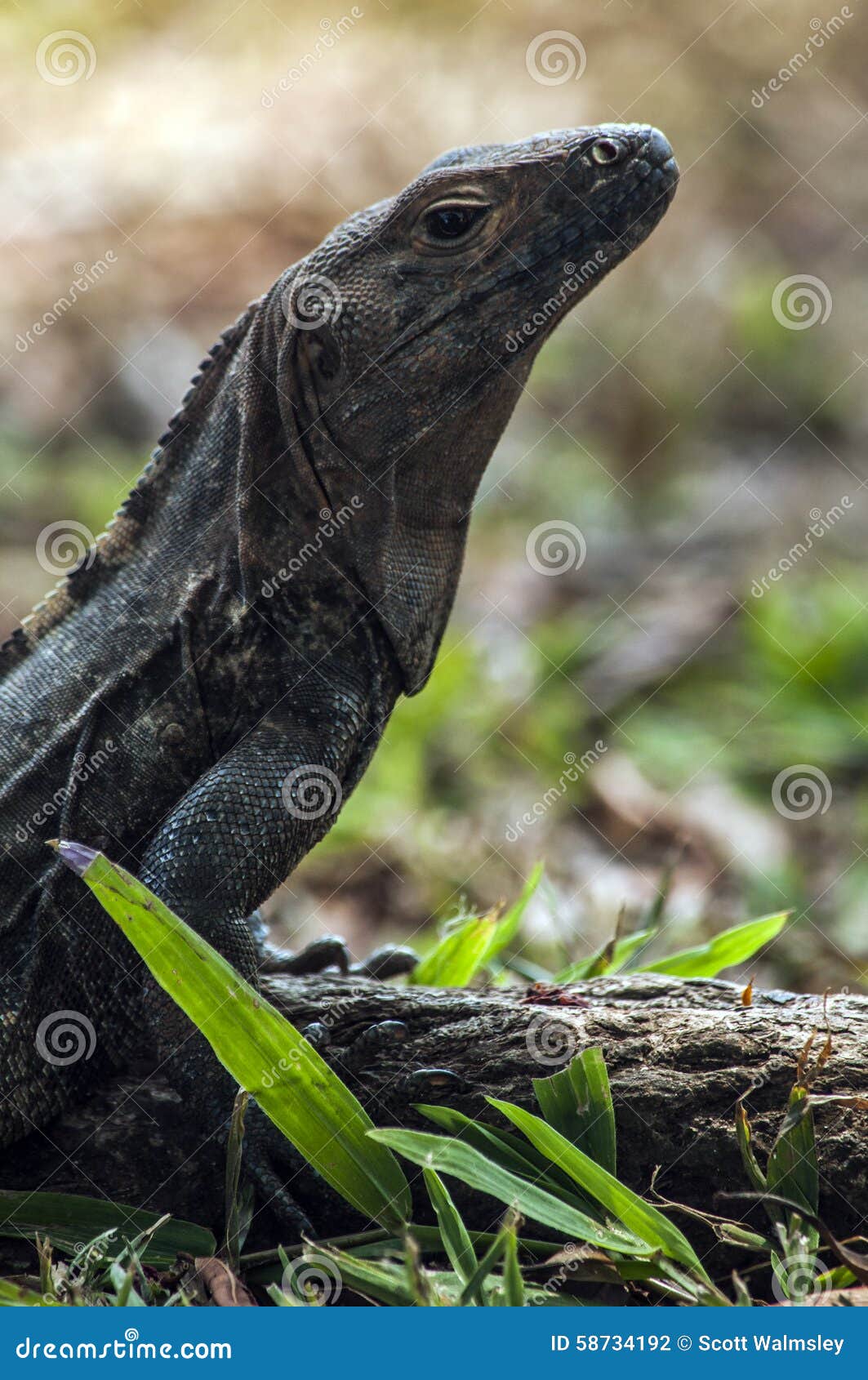 Monitor lizard in grass stock photo. Image of dragon - 58734192