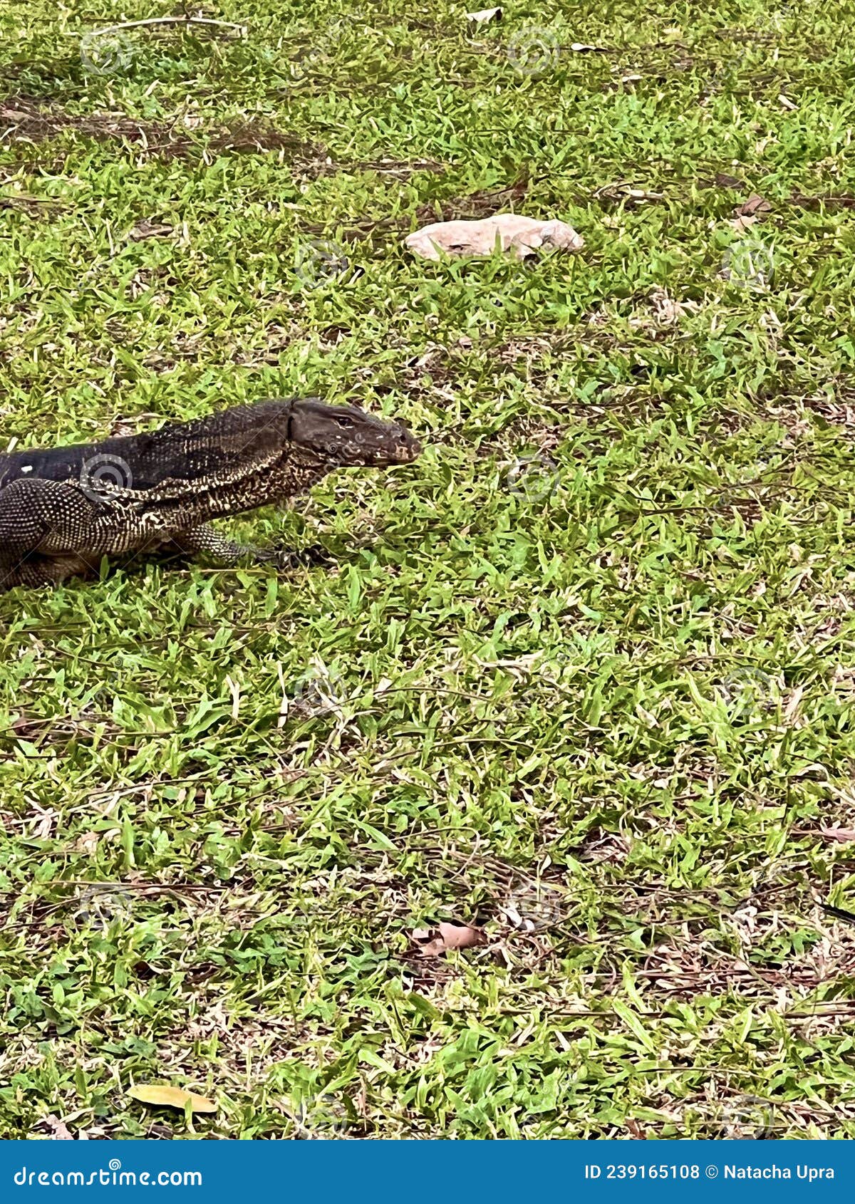 Monitor Lizards stock photo. Image of monitor, lawn - 239165108