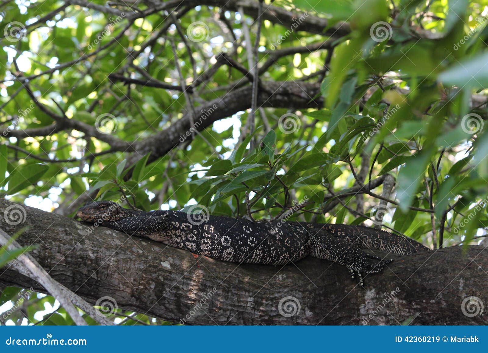 The Monitor Lizard Having a Rest on a Tree. Stock Image - Image of ...