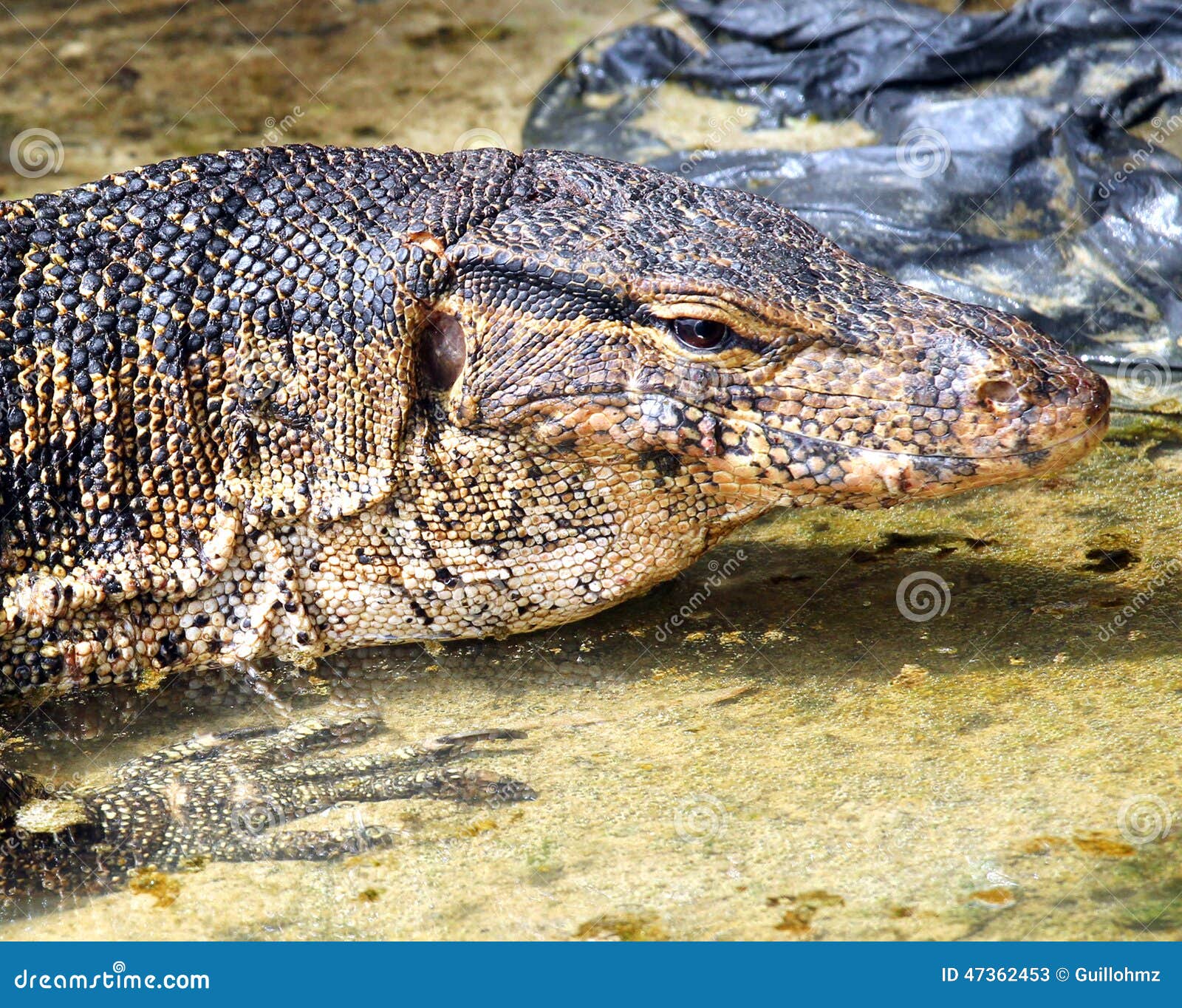 Monitor lizard head stock image. Image of snake, monitor - 47362453