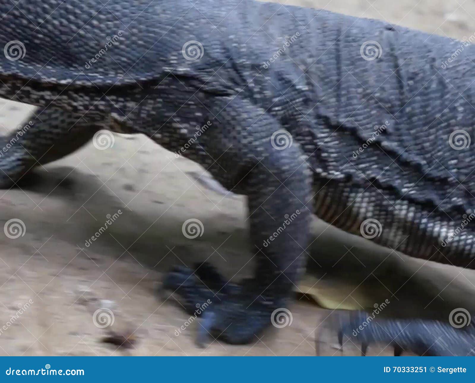 Monitor Lizard in Jungle on Island Palawan. Stock Video - Video of ...