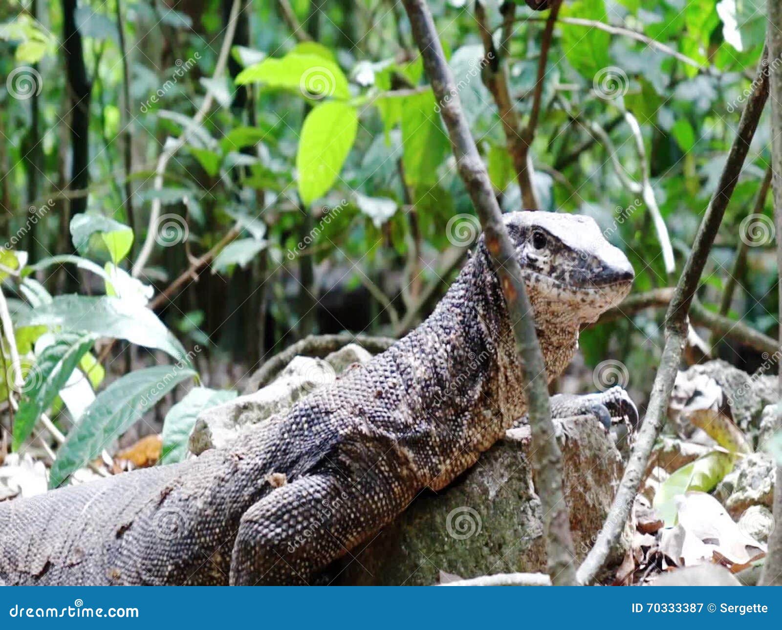 Monitor Lizard in Jungle on Island Palawan. Stock Video - Video of ...