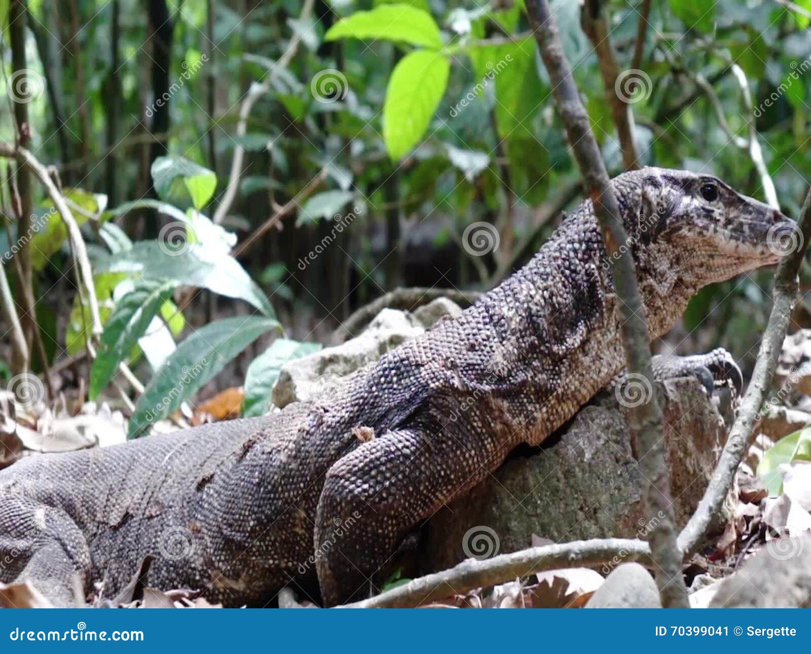 Monitor Lizard in Jungle on Island Palawan. Stock Video - Video of ...