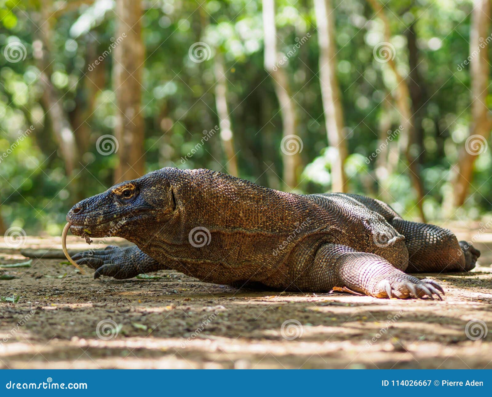Monitor Lizard on Komodo Island, Indonesia. Stock Image - Image of ...