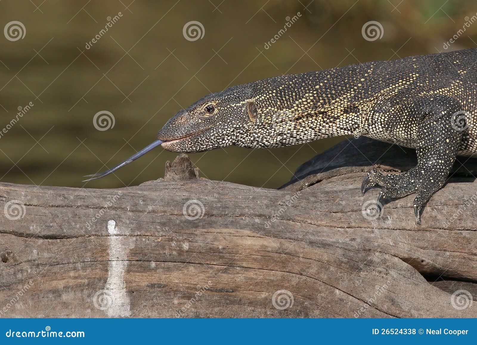 Monitor Lizard Laying on Log Stock Photo - Image of reptile, southern ...