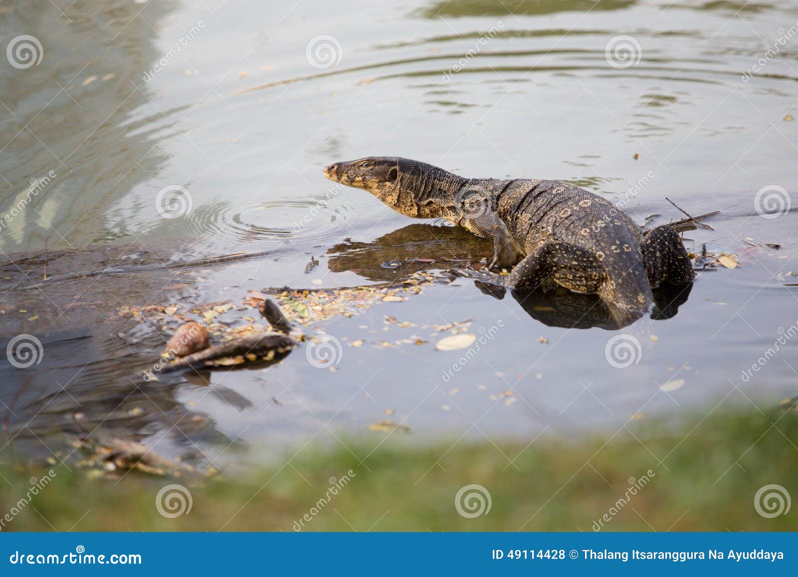 Monitor Lizard stock photo. Image of large, horizontal - 49114428