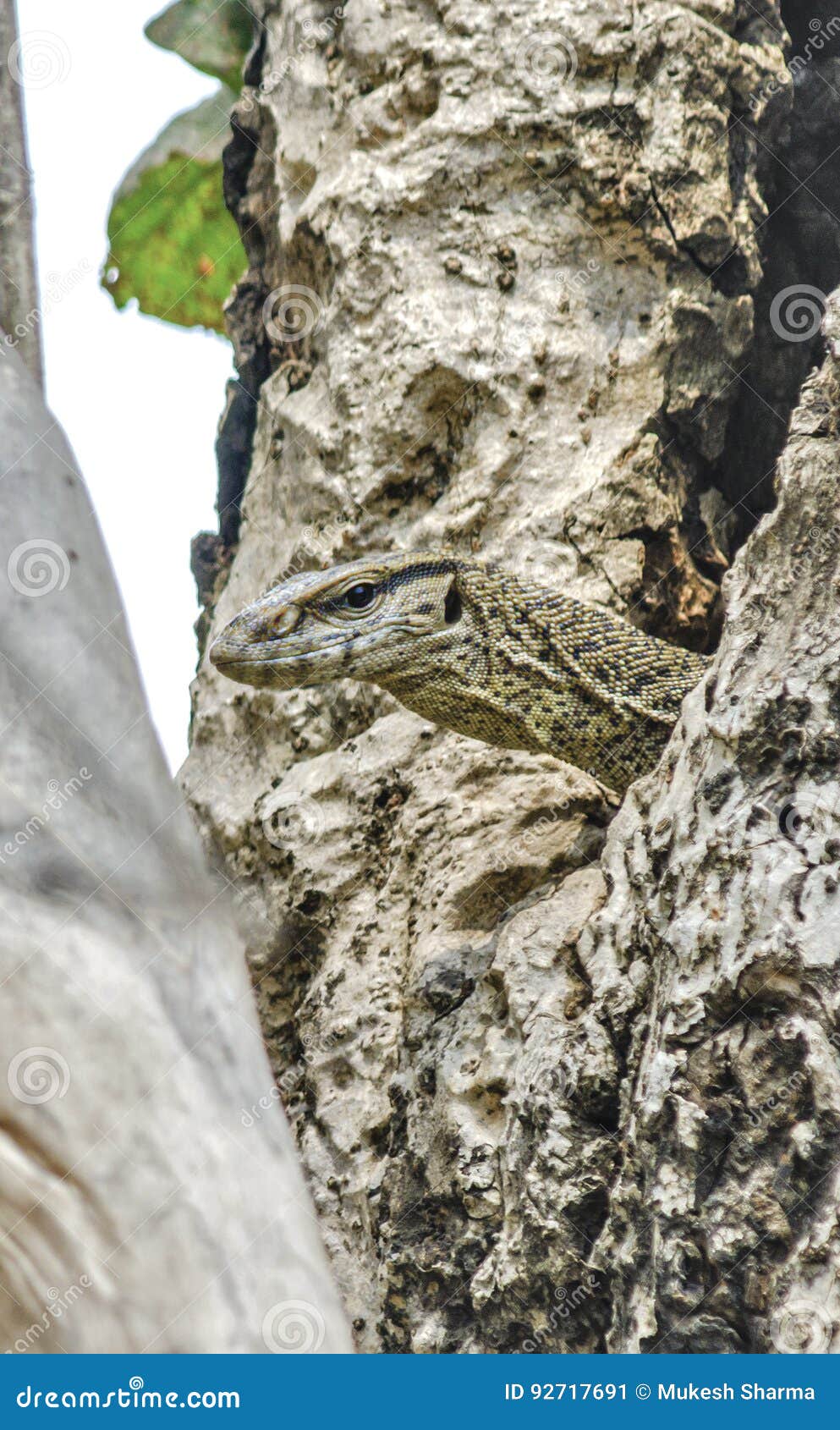 Monitor Lizard stock image. Image of young, india, dhikala - 92717691