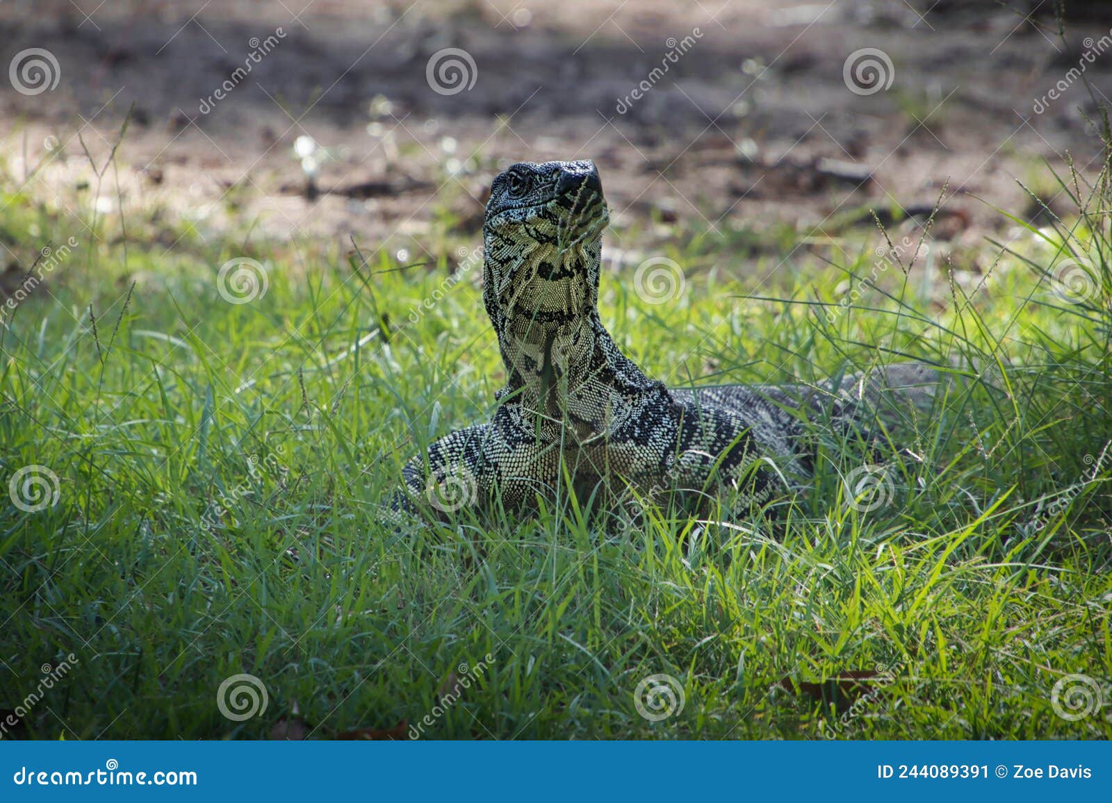 Two Lace Goannas Australian Monitor Lizards Fighting Ferociously Stock